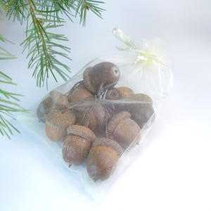 Set of Real Large Acorn Pendant Ornaments Real Acorn Decor Natural ...