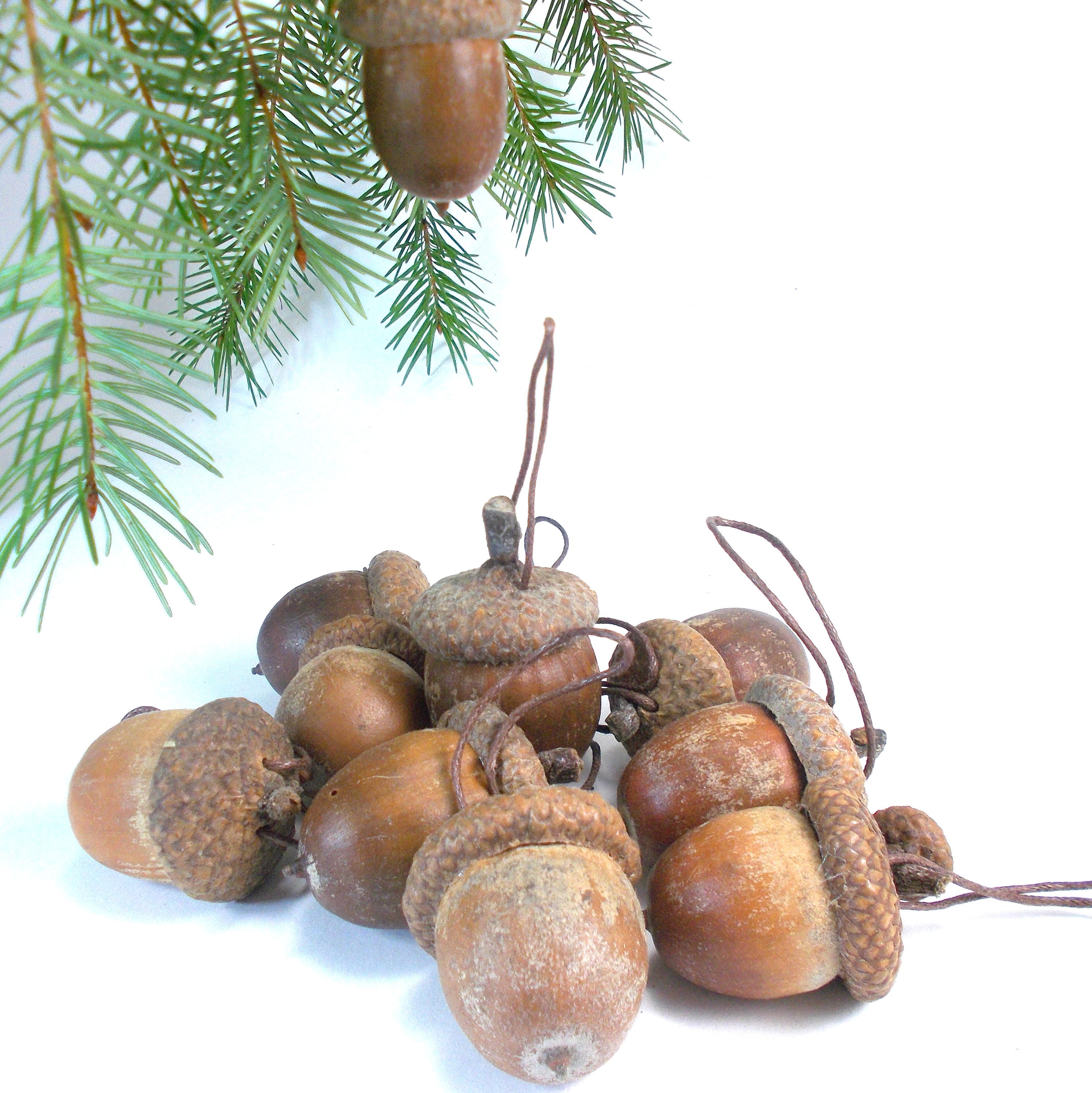 Set of Real Large Acorn Pendant Ornaments Real Acorn Decor Natural ...