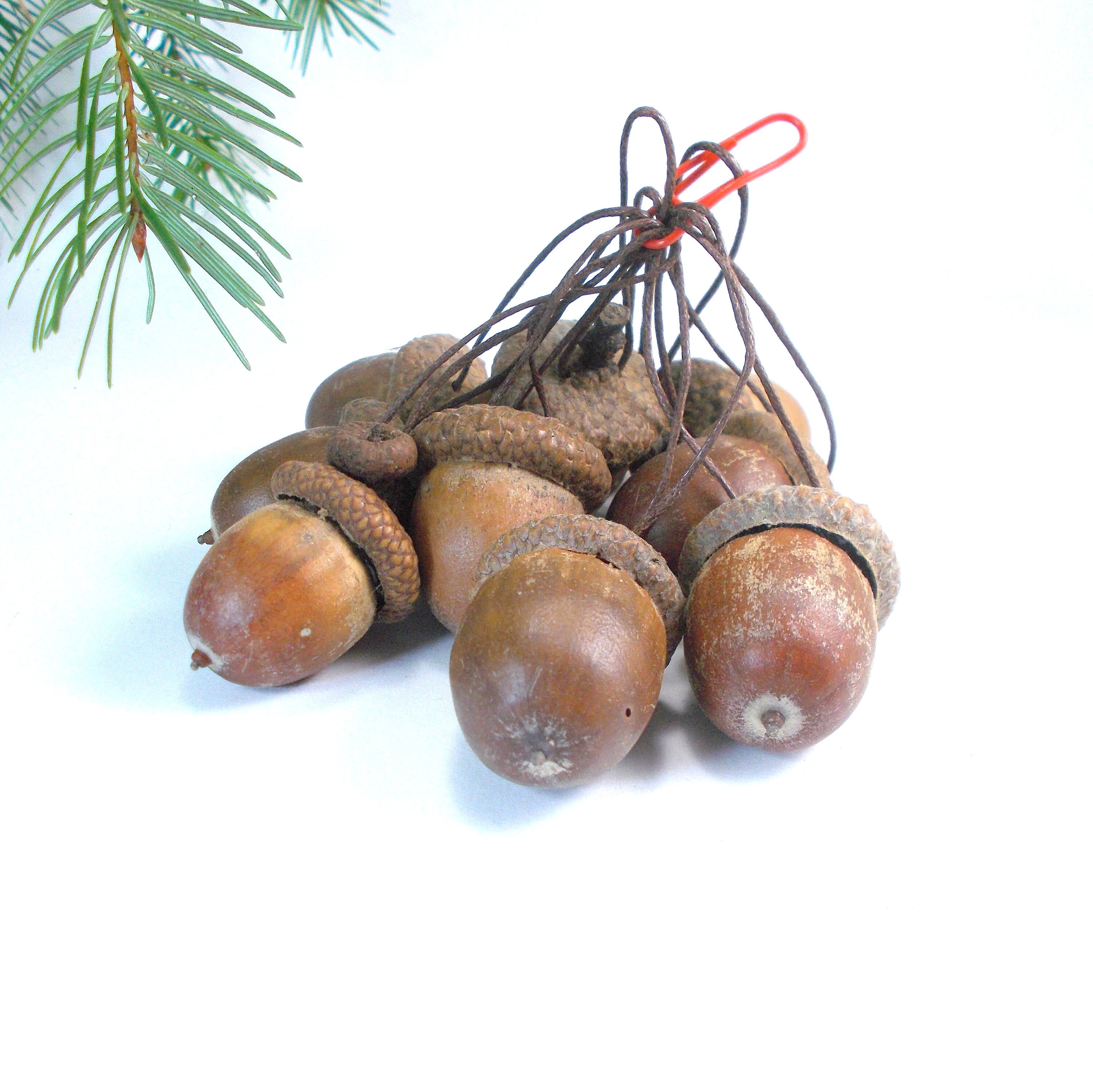 Set of Real Large Acorn Pendant Ornaments Real Acorn Decor Natural ...