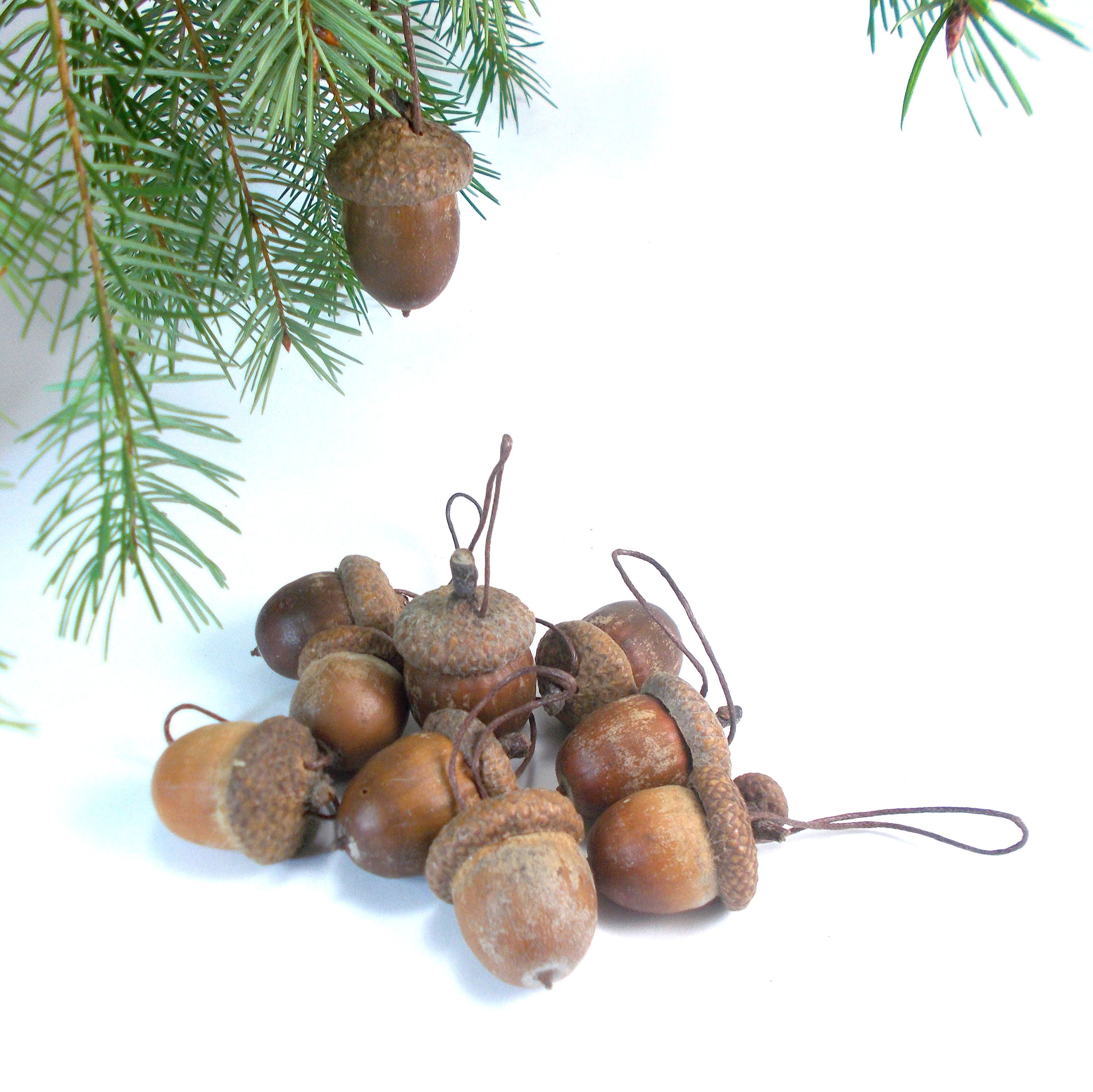 Set of Real Large Acorn Pendant Ornaments Real Acorn Decor Natural ...