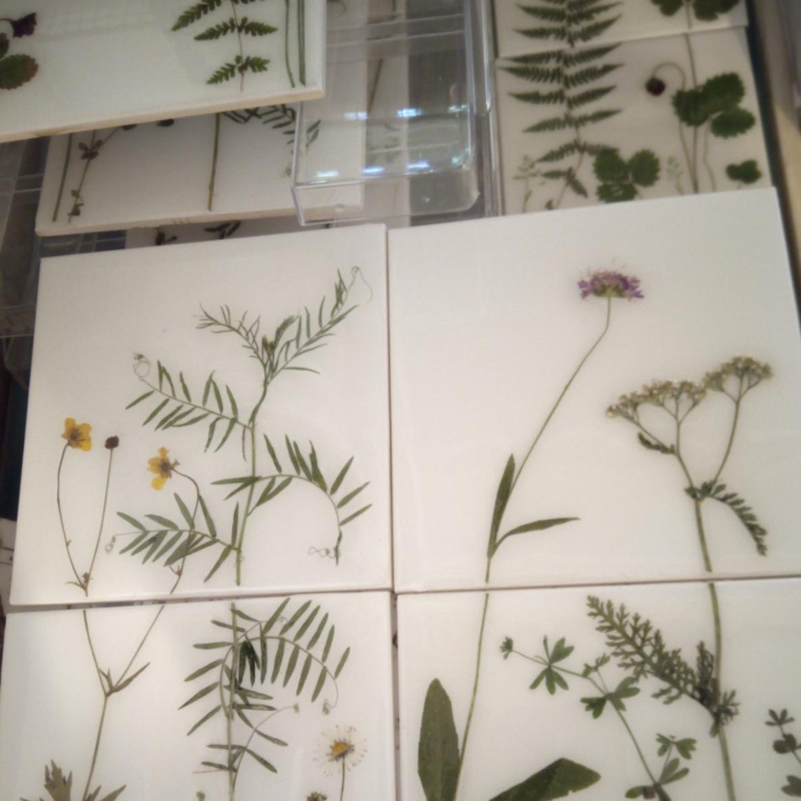 Herbarium Tiles With Real Dry Plants Spring Meadow Collection ...