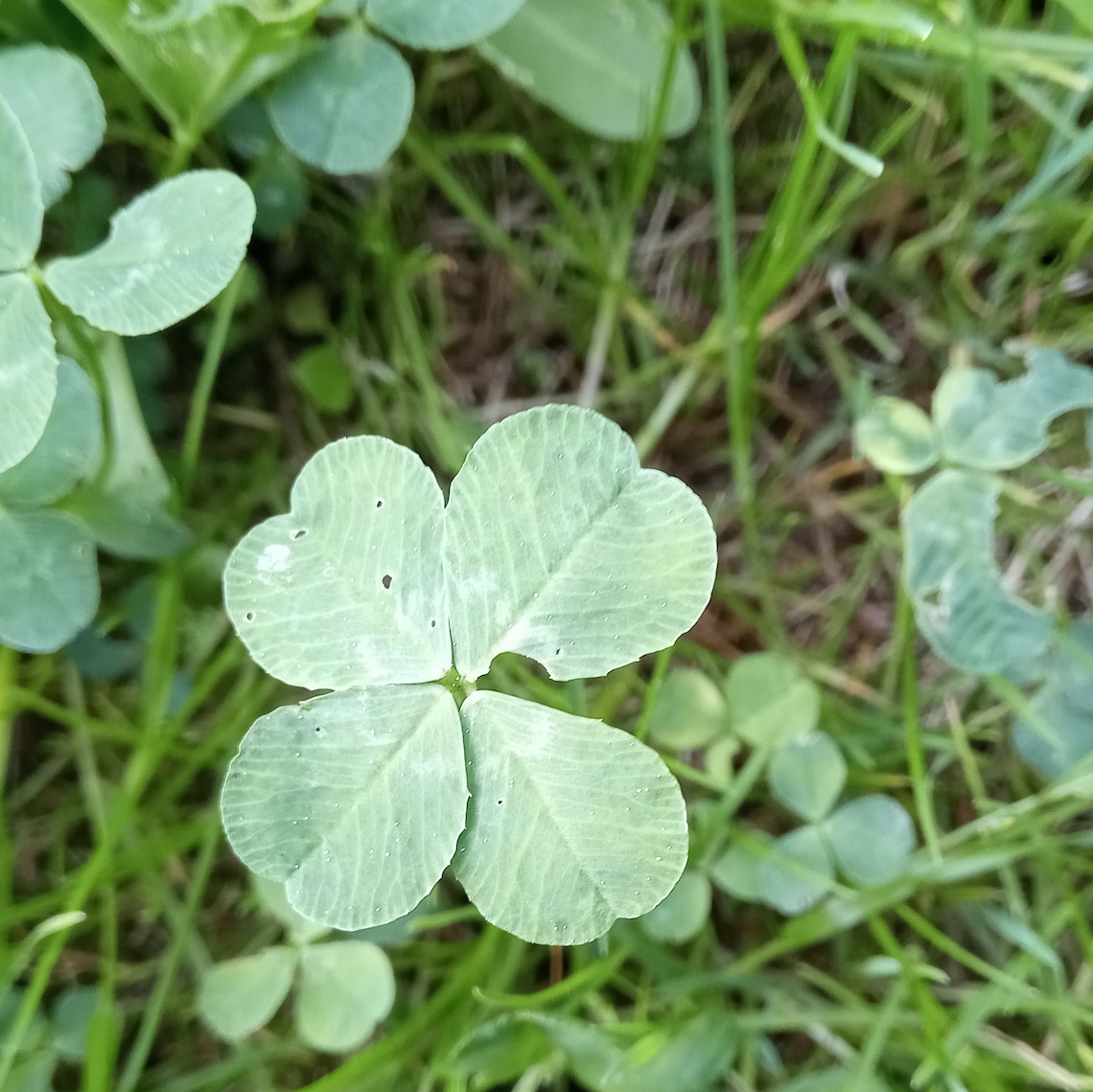 Real Clover Lucky Charm Shamrock Emotional Support Necklace Jewelry ...