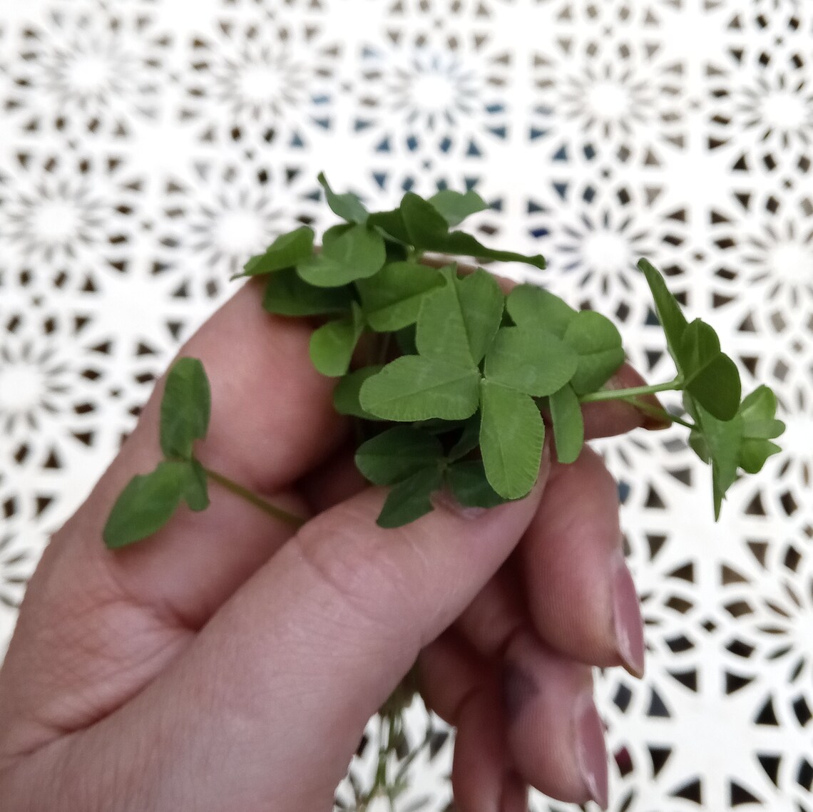 Real Clover Lucky Charm Shamrock Emotional Support Necklace Jewelry ...