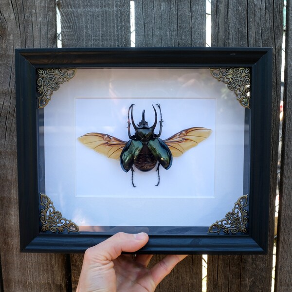 Atlas Beetle - Etsy