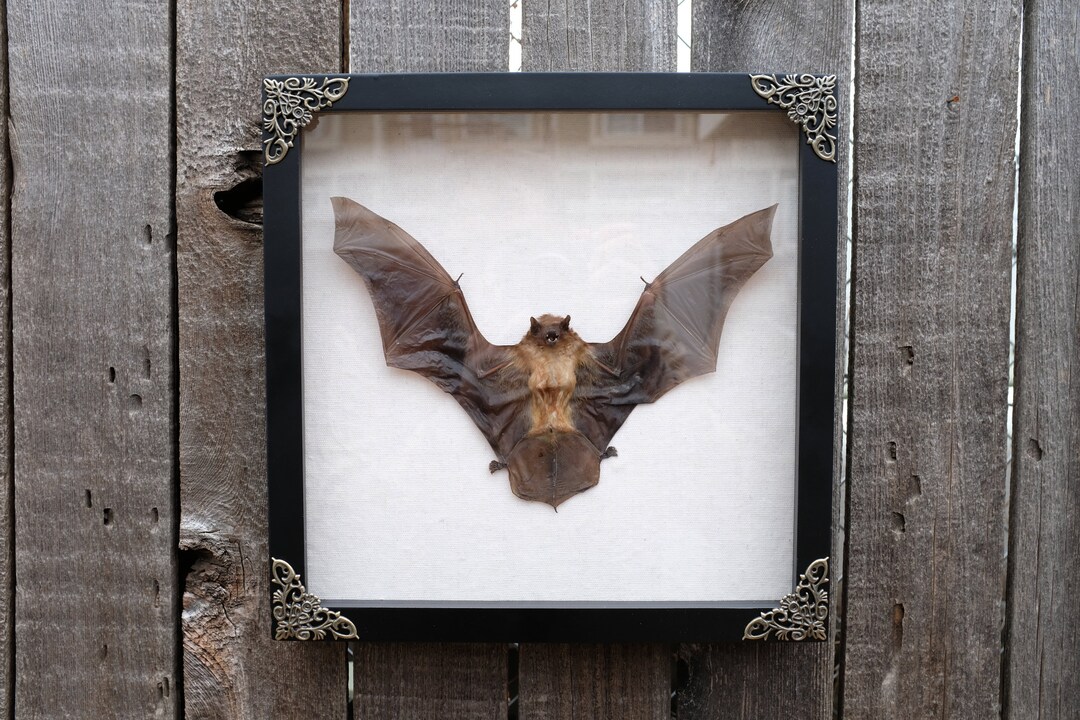 Real Taxidermy Bat LARGE Framed Animal - Etsy