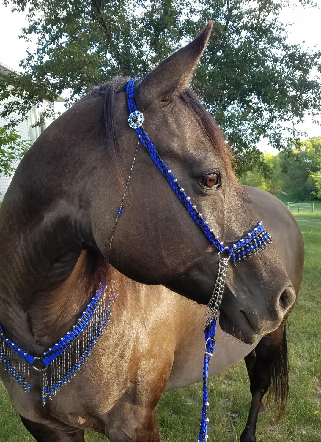 Hand Braided Arabian Style Show Halter Set, Horse Tack, BLUE / BLACK W ...