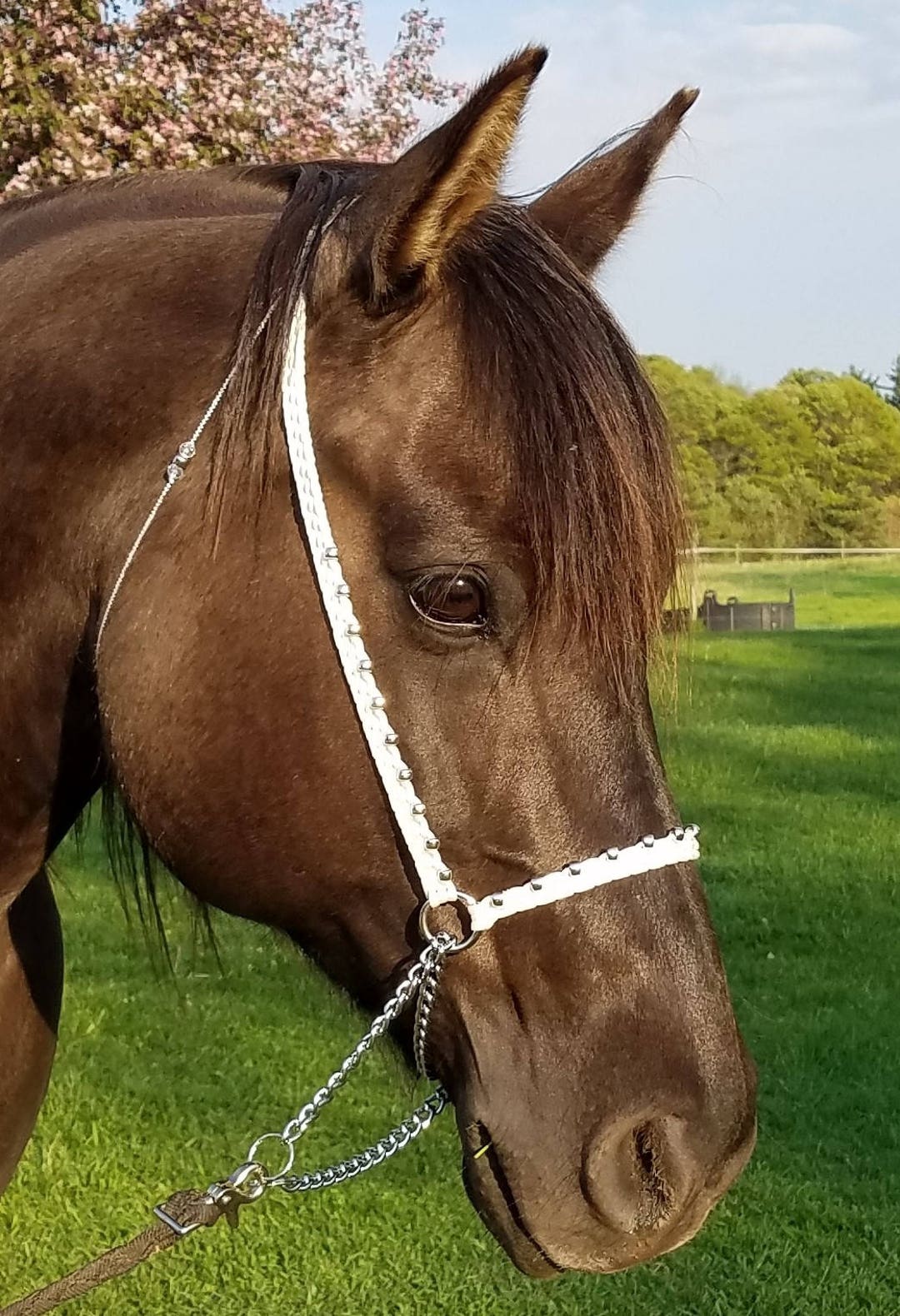 Hand Braided Arabian Style Show Halter, Horse Tack, WHITE ---new! - Etsy