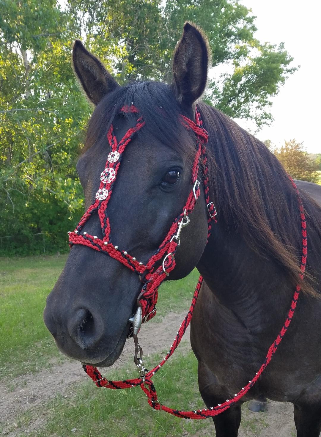 Stunning Hand Braided Halter-bridle Combo With BLING Conchos Horse Tack ...