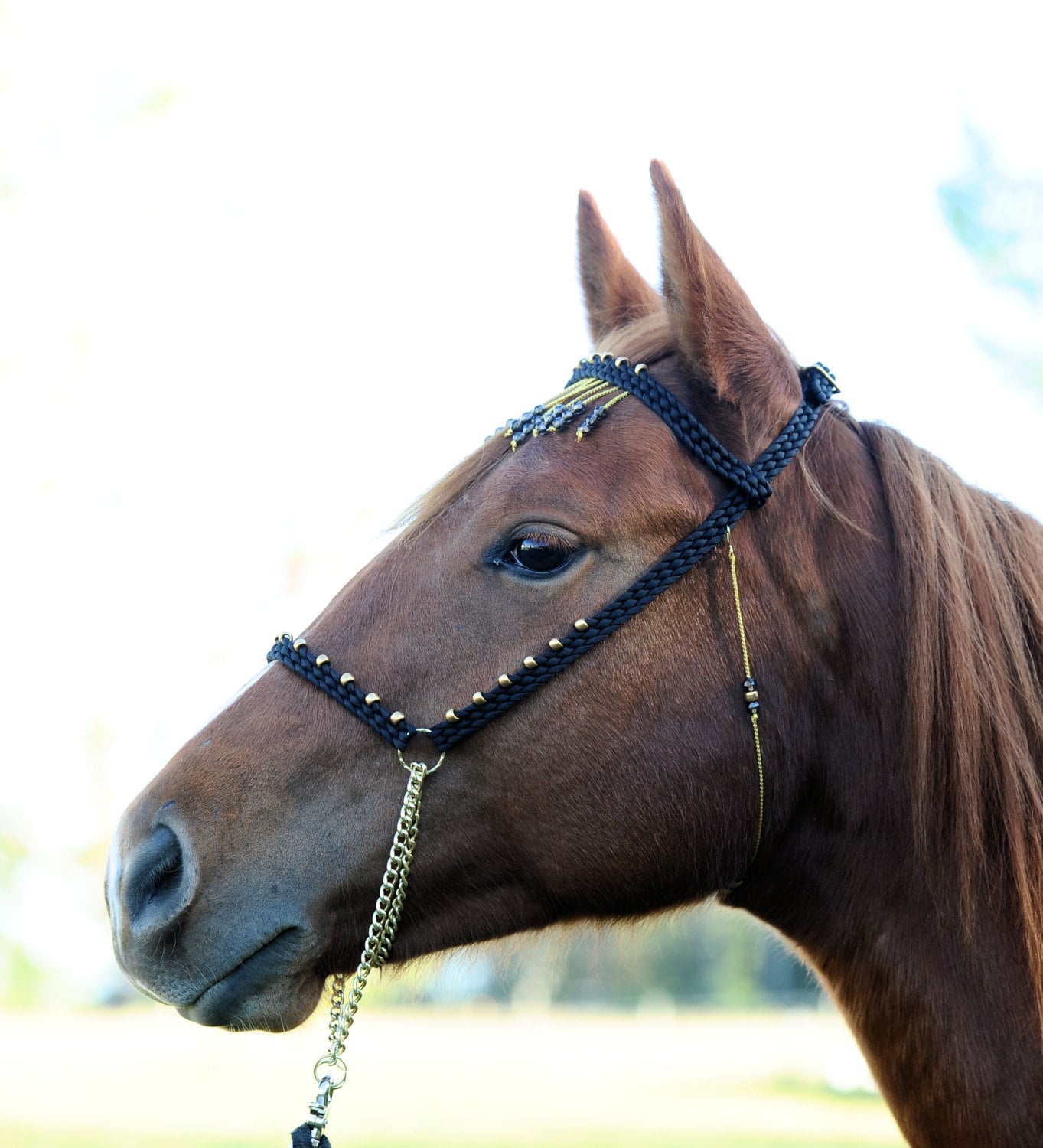 Stunning Hand Braided Miniature Show Halter, BLACK, Choose GOLD or ...