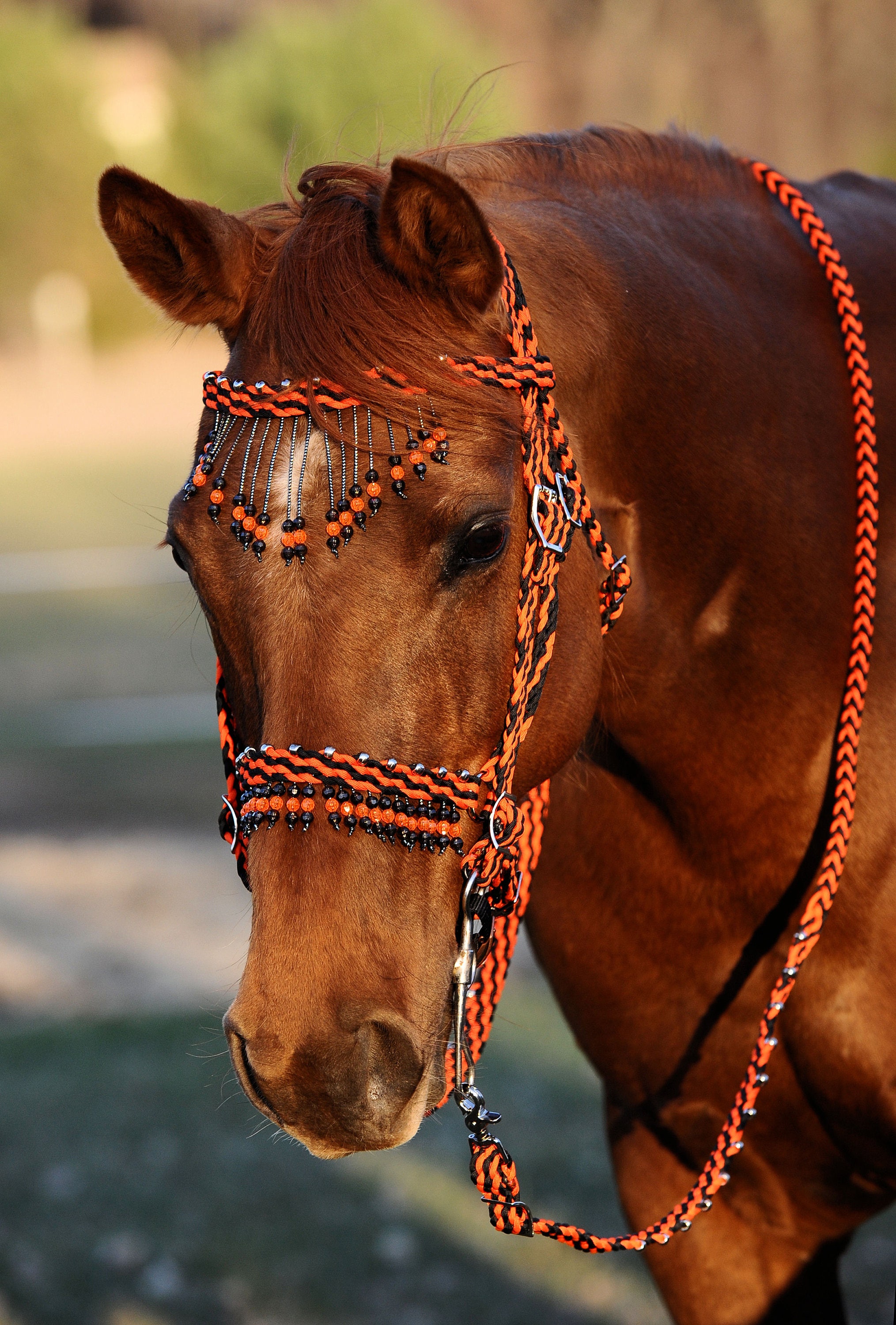 Stunning Hand Braided Bridle With Beaded Browband and Nose - Etsy Canada