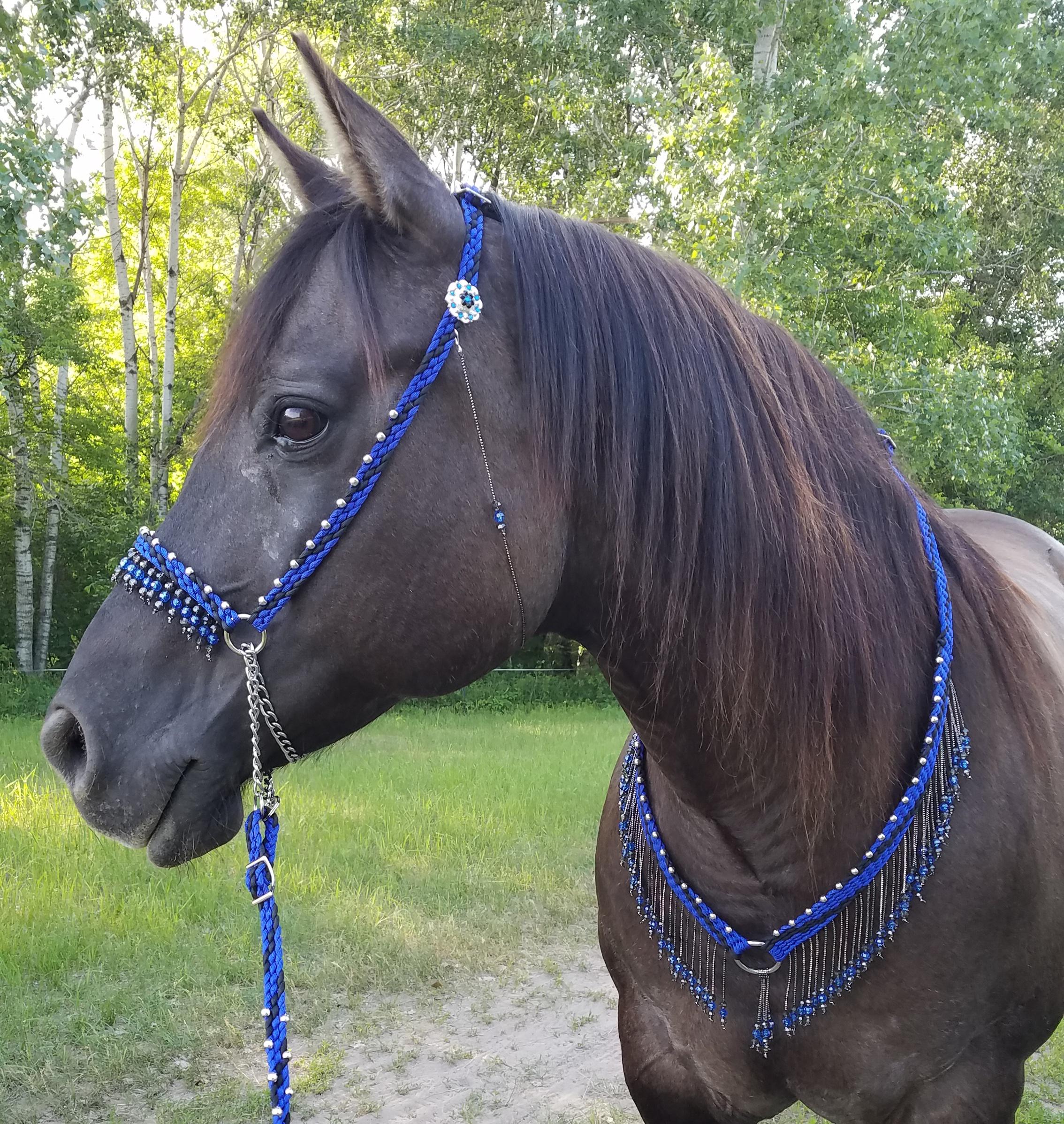 Hand Braided Arabian Style Show Halter Set, Horse Tack, BLUE / BLACK W ...