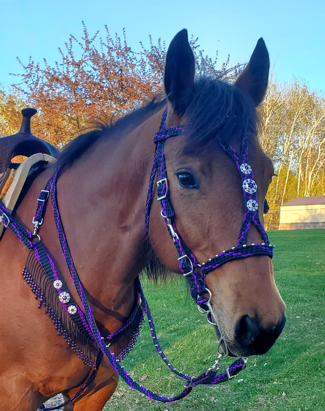 Stunning Halter-bridle Combo, Breast Collar, Bling Conchos, Horse Tack ...