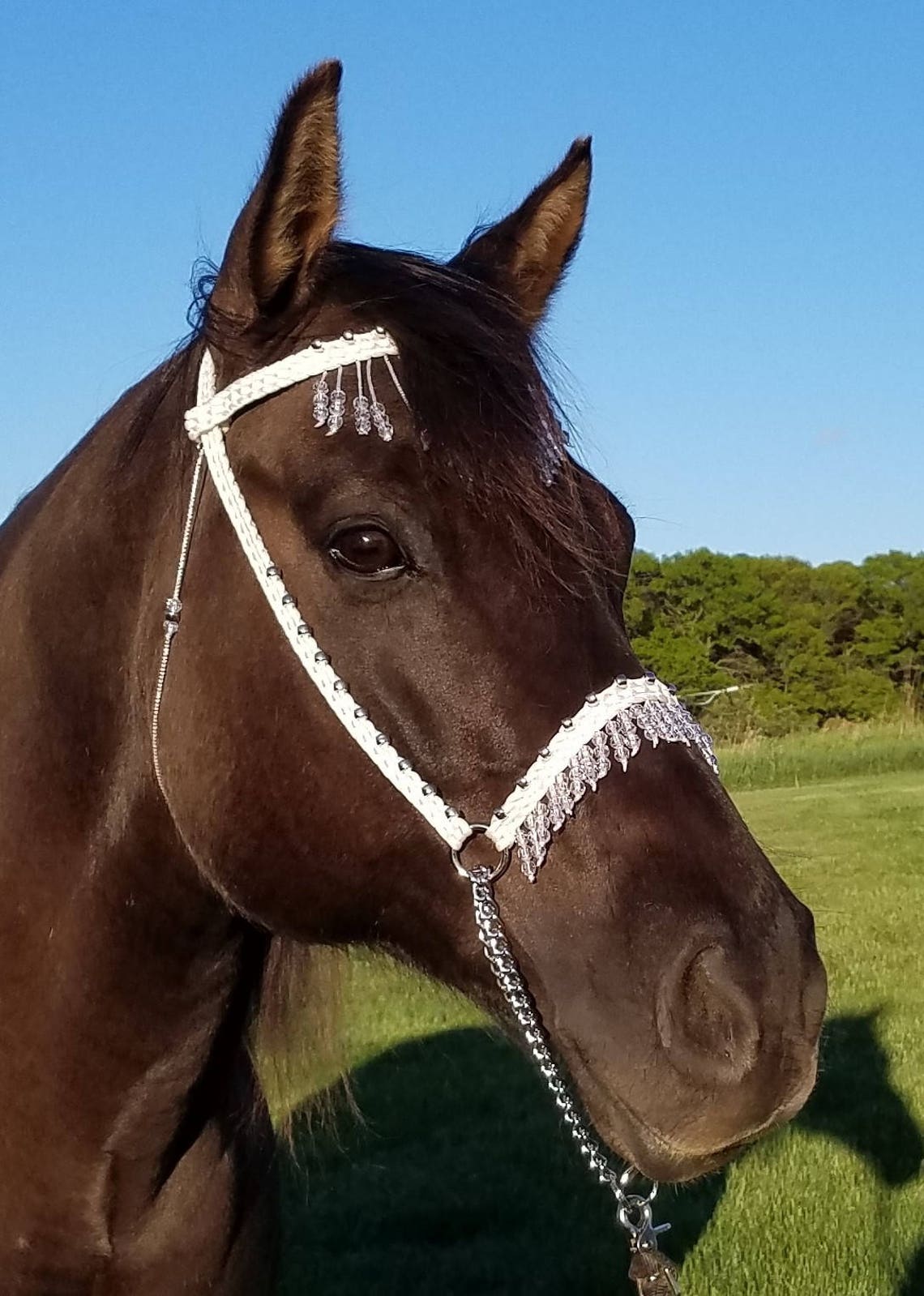Hand Braided Arabian Style Show Halter W/browband, Horse Tack, WHITE ...