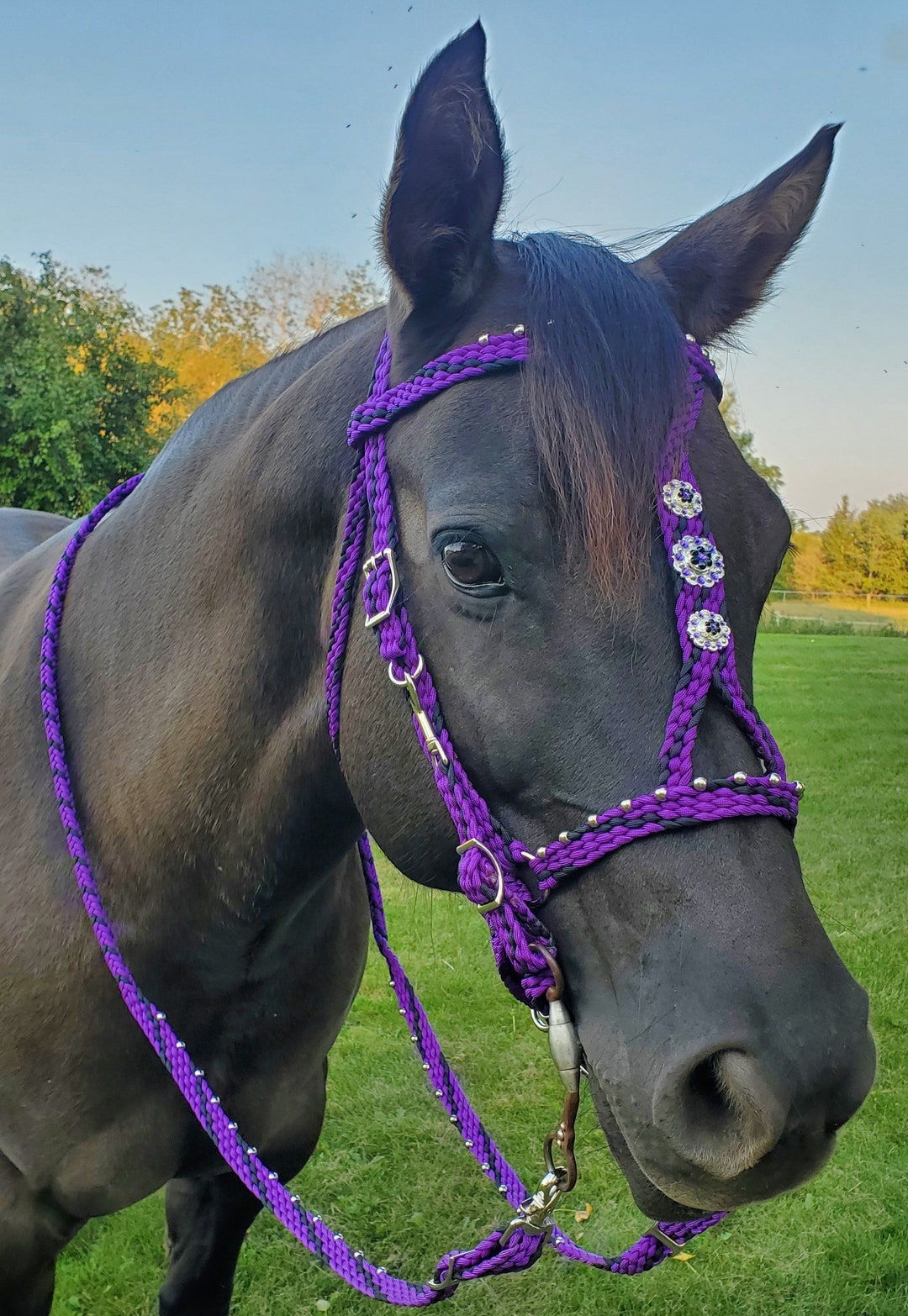 Stunning Hand Braided Halter-bridle Combo With BLING Conchos Horse Tack ...