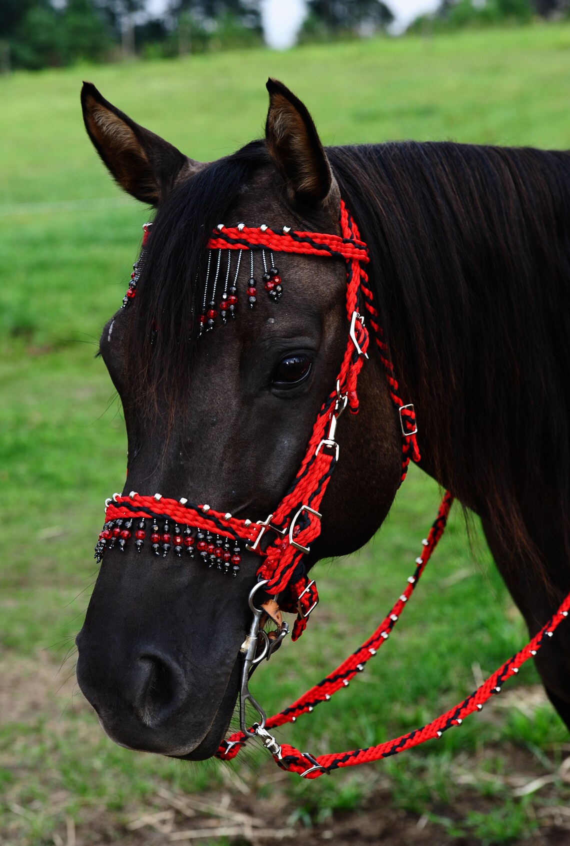 Stunning Hand Braided Halter-bridle Combo With Beaded Browband, Horse ...