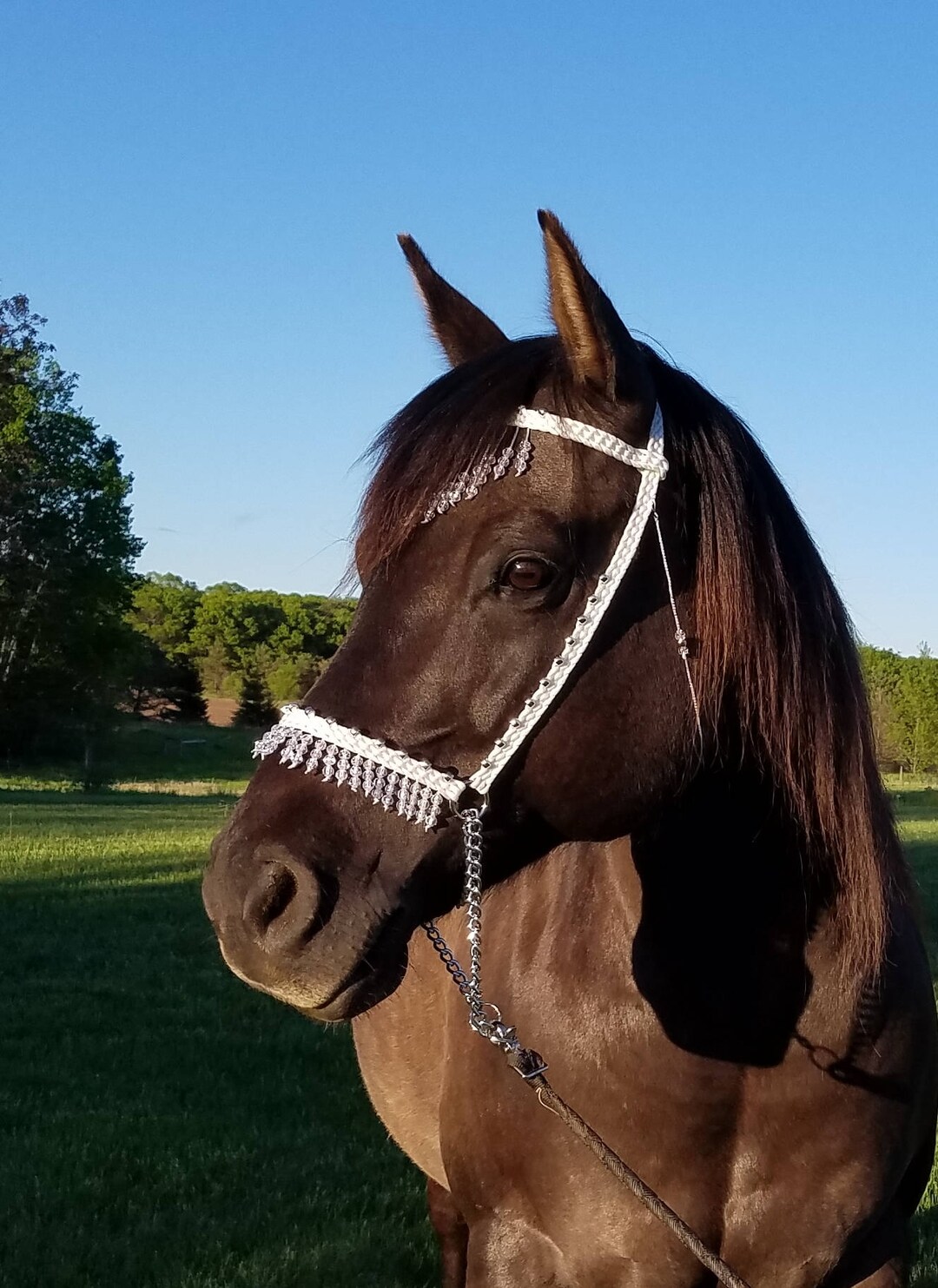 Hand Braided Arabian Style Show Halter W/browband, Horse Tack, WHITE ...