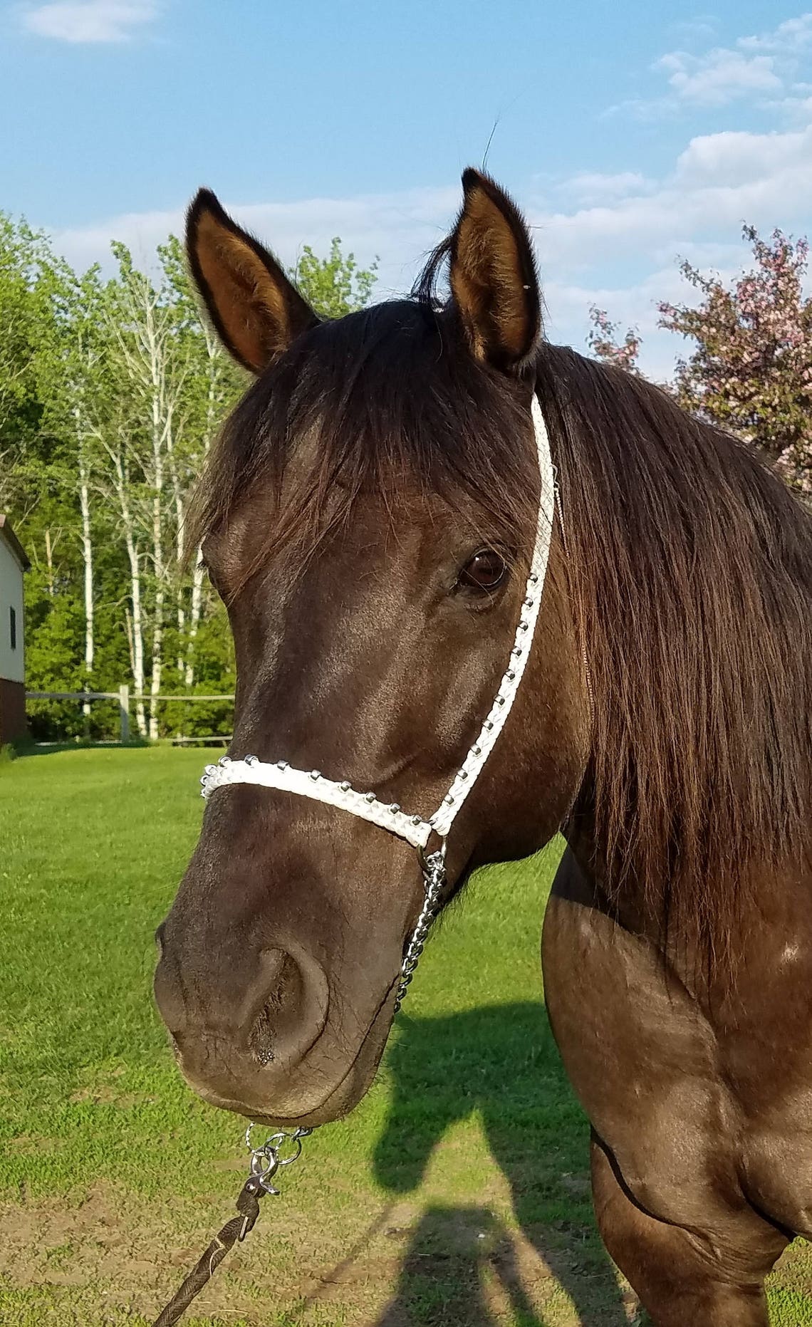 Hand Braided Arabian Style Show Halter Horse Tack WHITE - Etsy