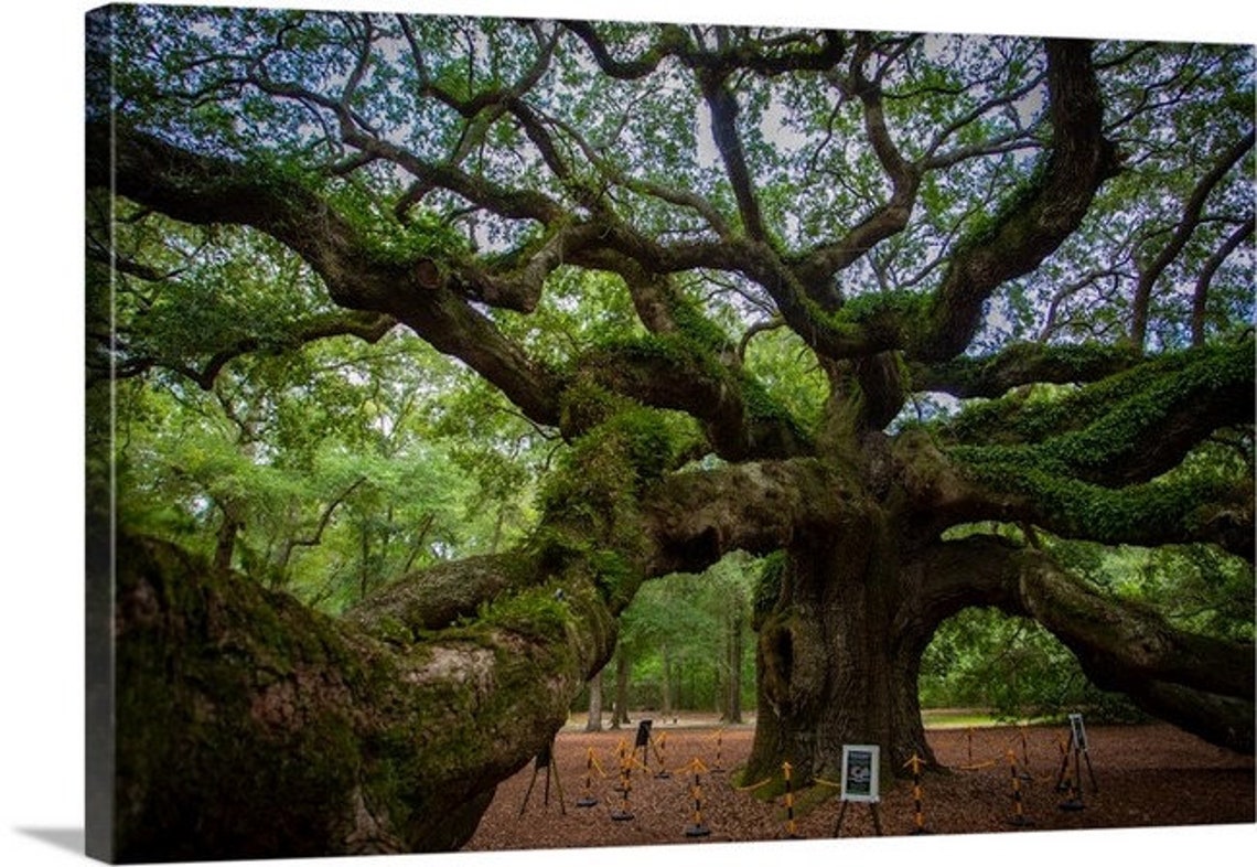 Angel Oak Tree Charleston, South Carolina St Johns Island Print Canvas ...