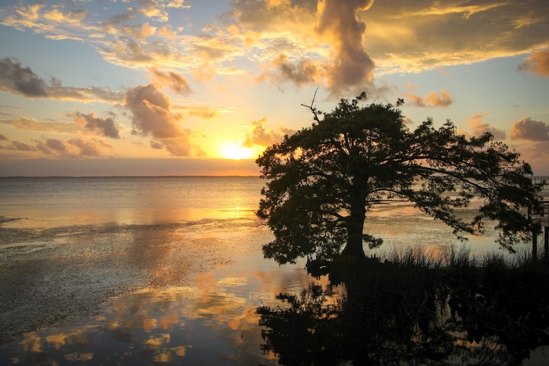 Outer Banks Cypress Tree Sunset Print Canvas Soundside Boardwalk Duck ...