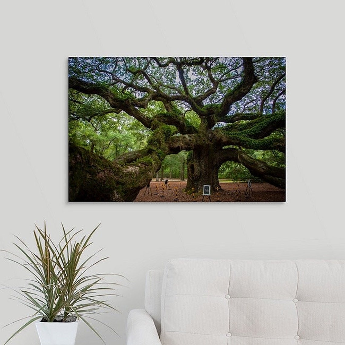 Angel Oak Tree Charleston, South Carolina St Johns Island Print Canvas ...