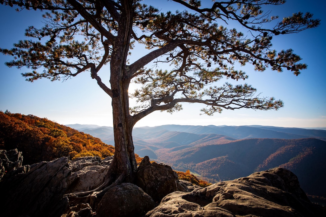 Ravens Roost Overlook Virginia Tree Photo Print Canvas Wall Art Blue ...