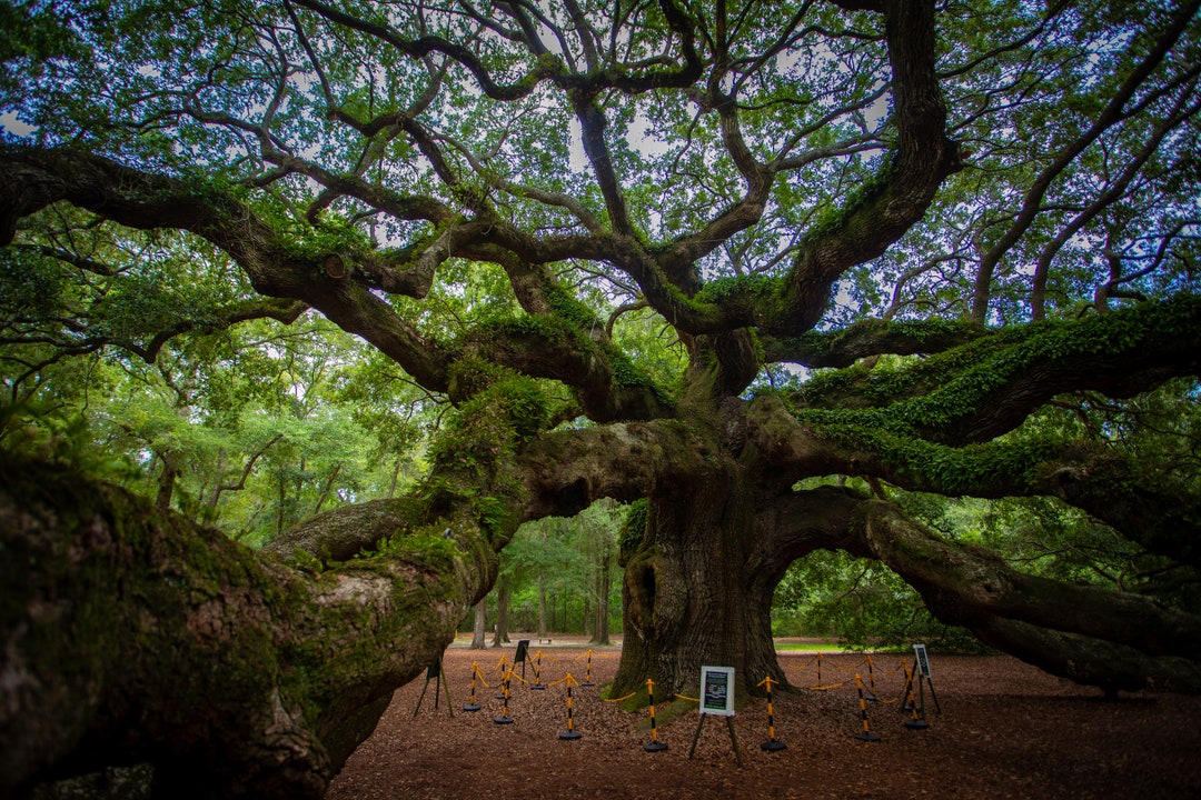 Angel Oak Tree Charleston, South Carolina St Johns Island Print Canvas ...