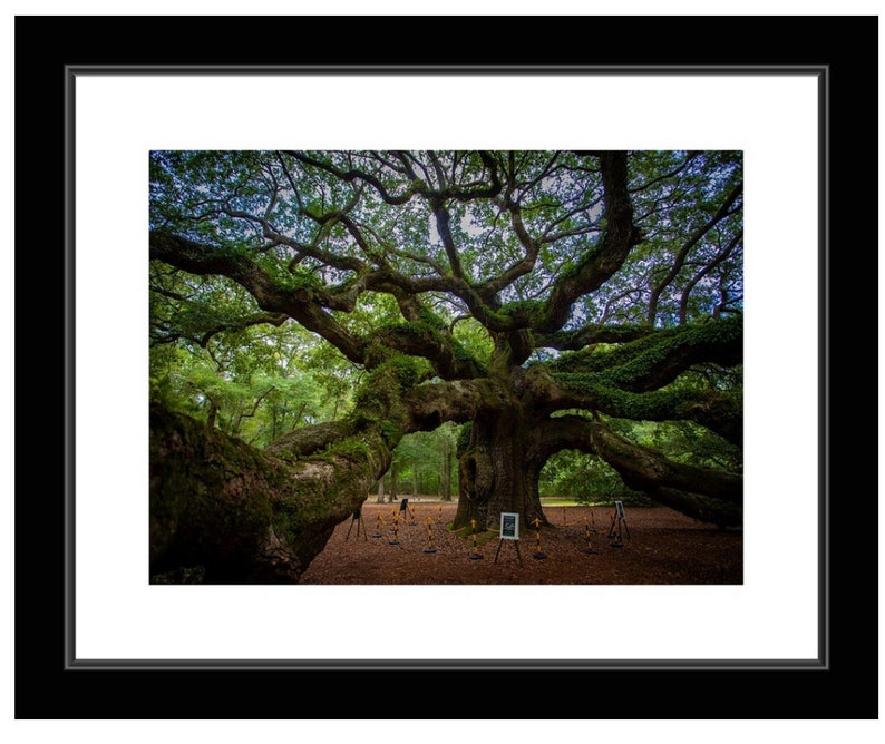 Angel Oak Tree Charleston, South Carolina St Johns Island Print Canvas ...