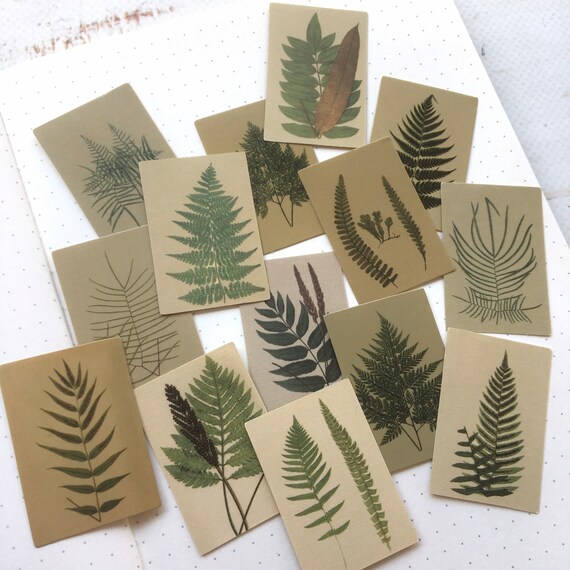 Mini Botanical Ferns Collage Paper Set/ Fern Leaves Cards/ - Etsy