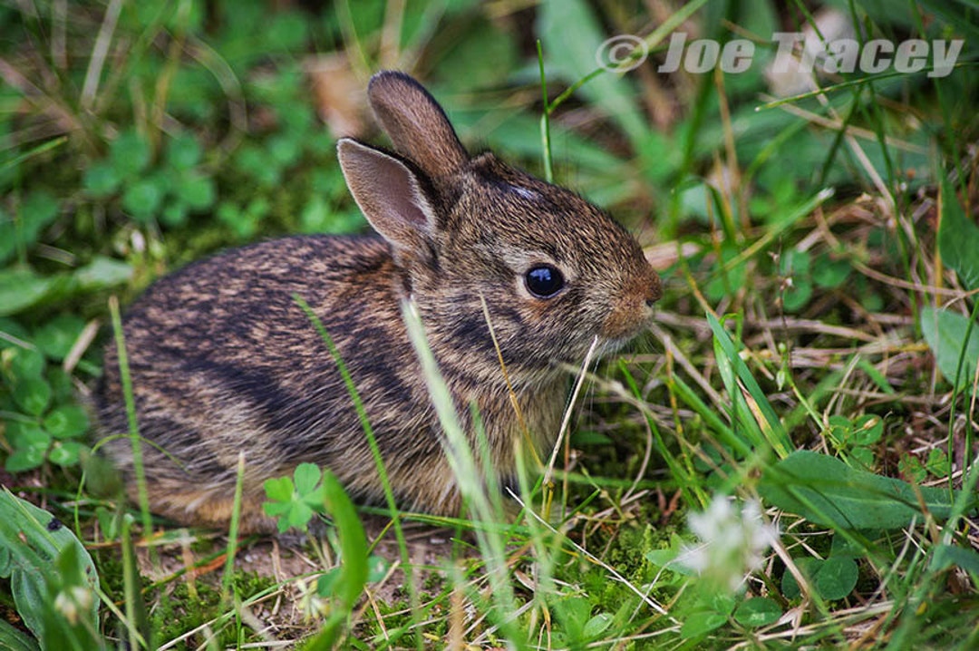 Baby Eastern Cottontail Rabbit, Art, Photography, Wall Art, Nature ...