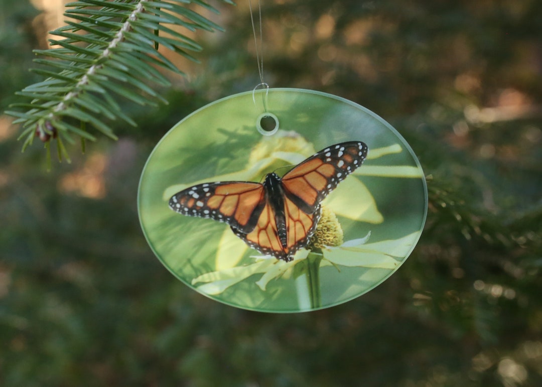 Monarch Butterfly Photo Glass Oval Suncatcher W/ Gift Box and Suction ...