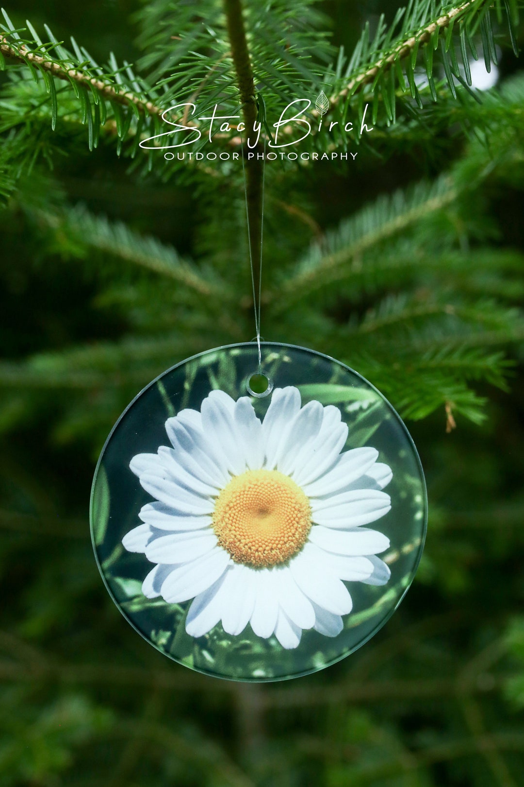 Daisy Photo Glass 3.5" Circular Suncatcher W/ Gift Box and Suction Cup ...