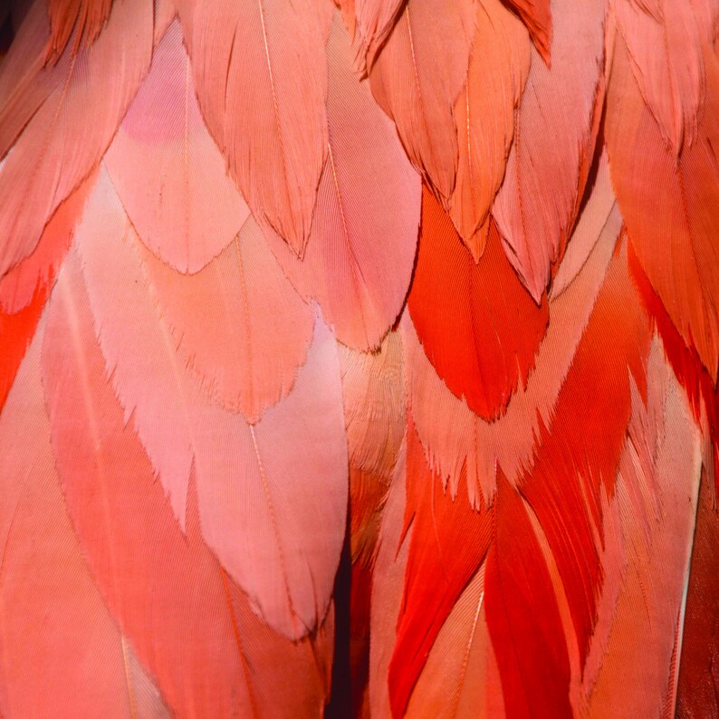 Feathers, Premium Digital Paper, Printable Scrapbook Paper, Feathers ...