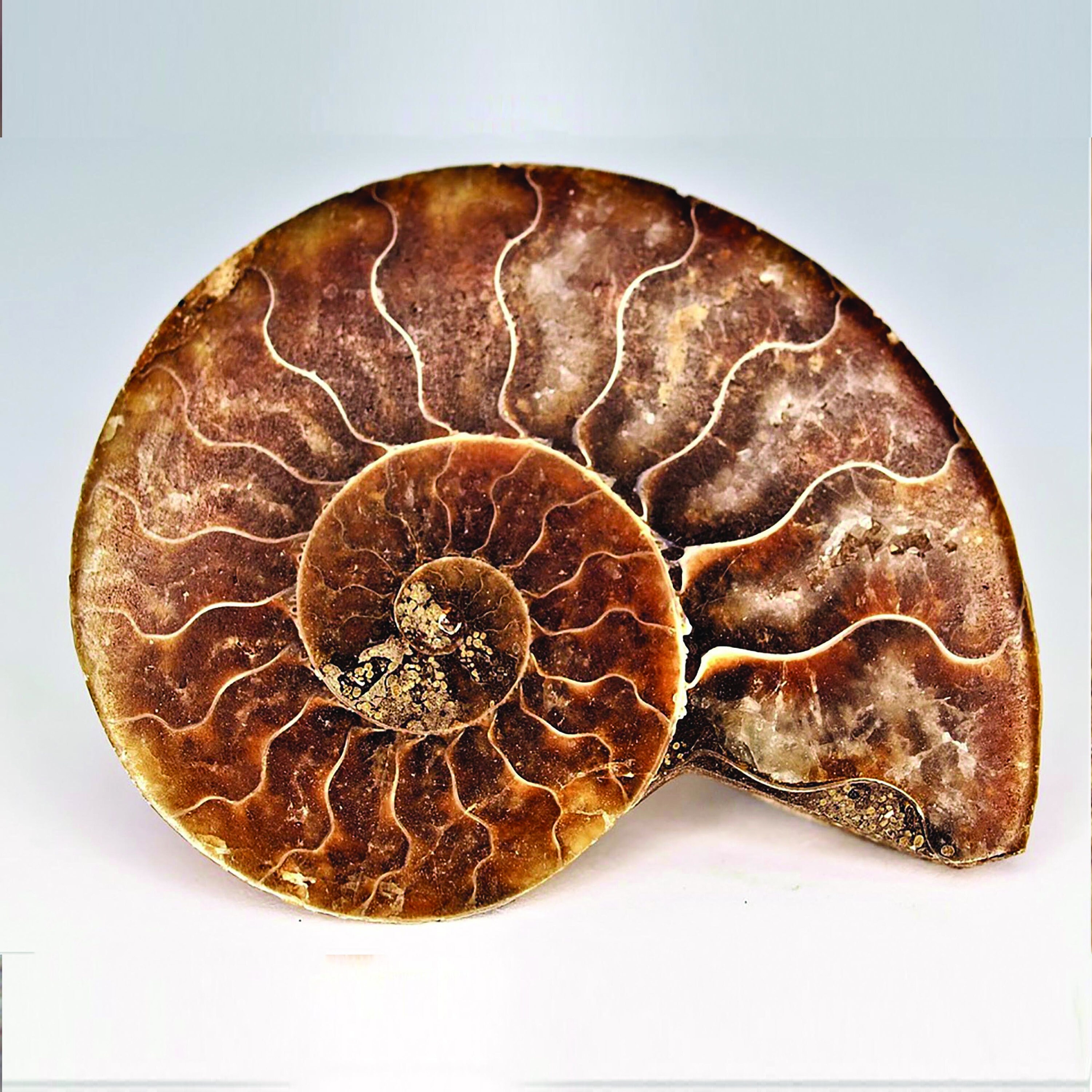 Fossils, Premium Digital Paper, Printable Scrapbook Paper Set, Fossils ...