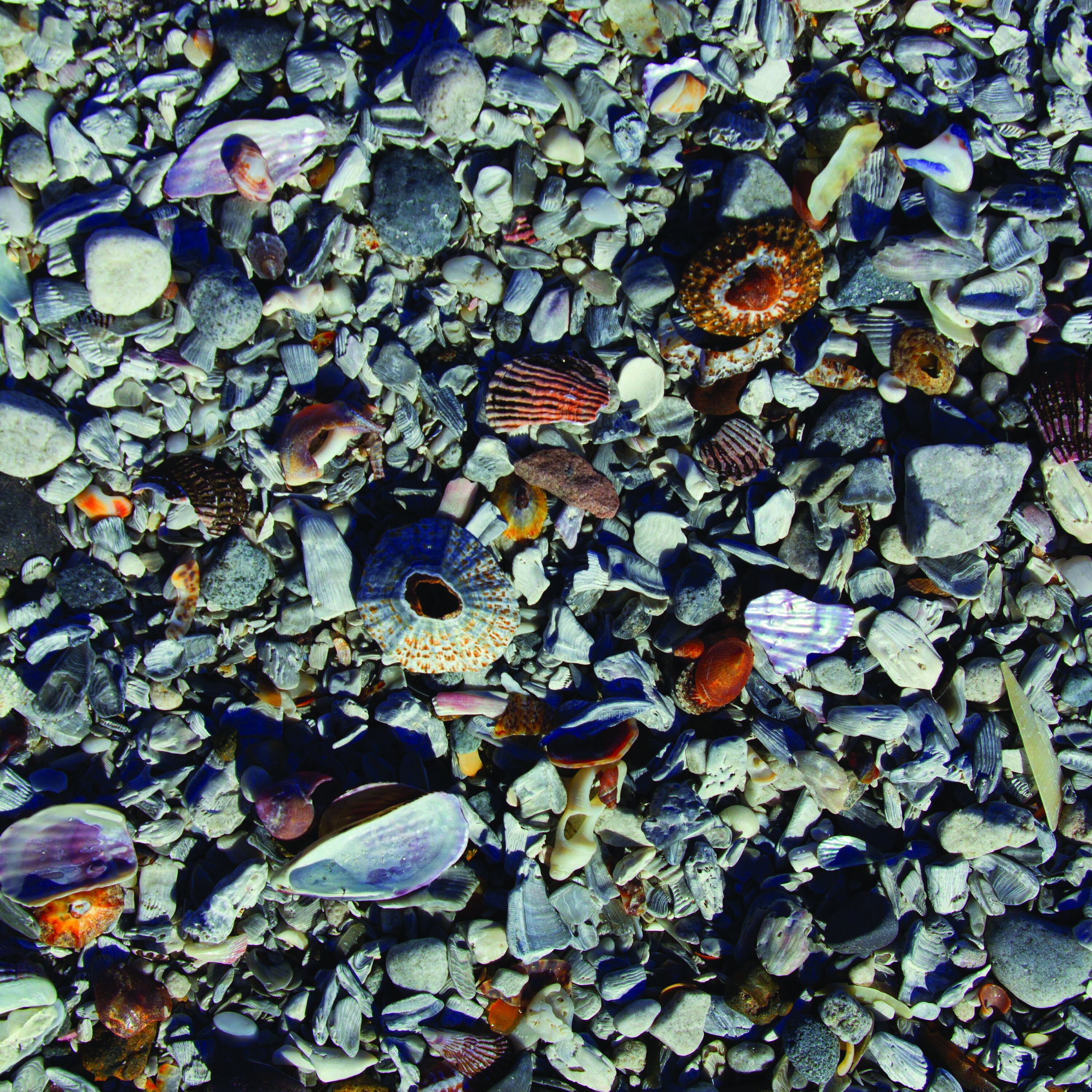 Shelly Beach, Premium Digital Paper, Printable Scrapbook Paper Set ...