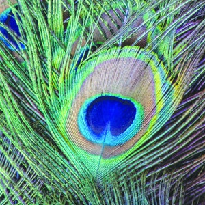 Feathers, Premium Digital Paper, Printable Scrapbook Paper Set, Exotic ...