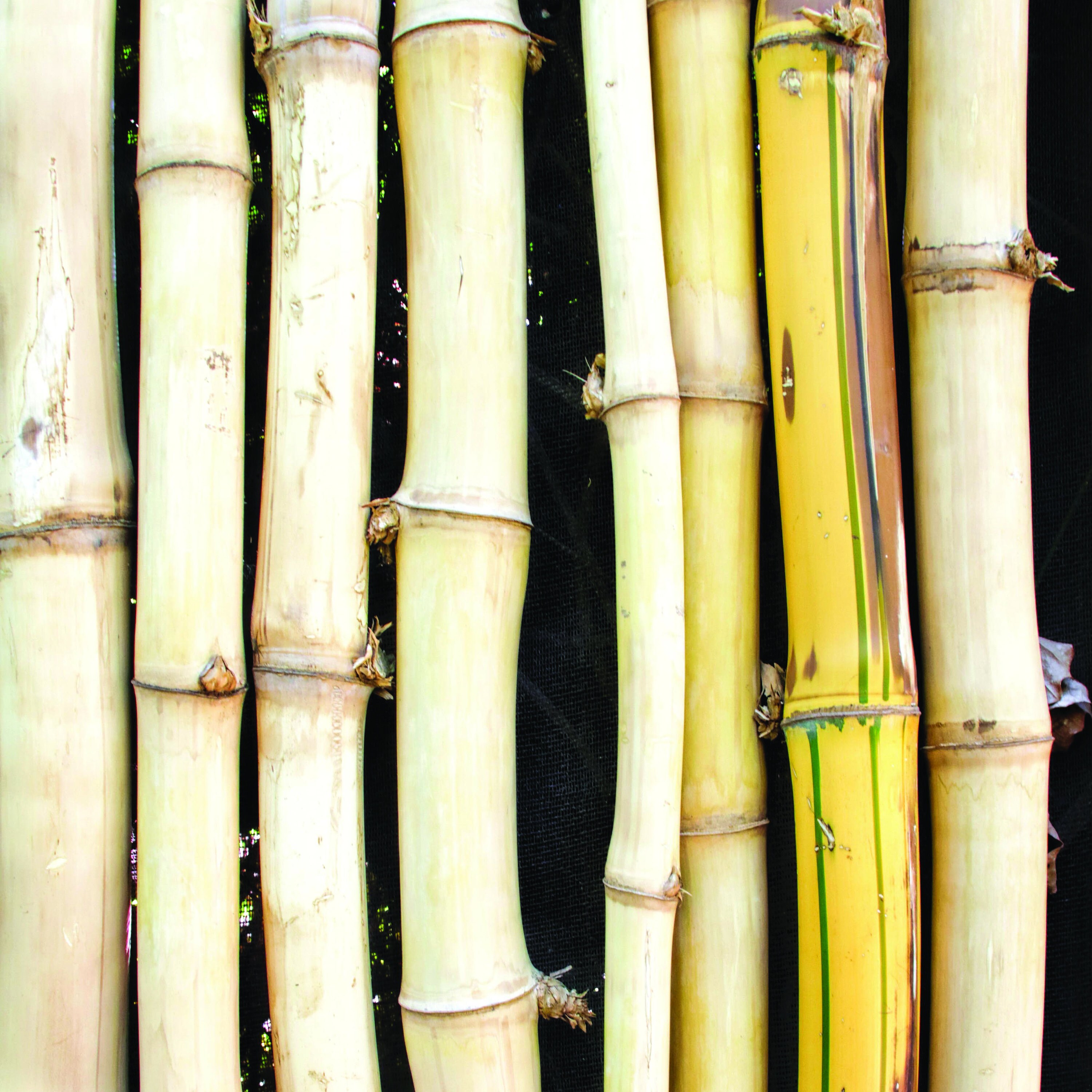 Bamboo Premium Digital Paper Printable Scrapbook Paper Set - Etsy