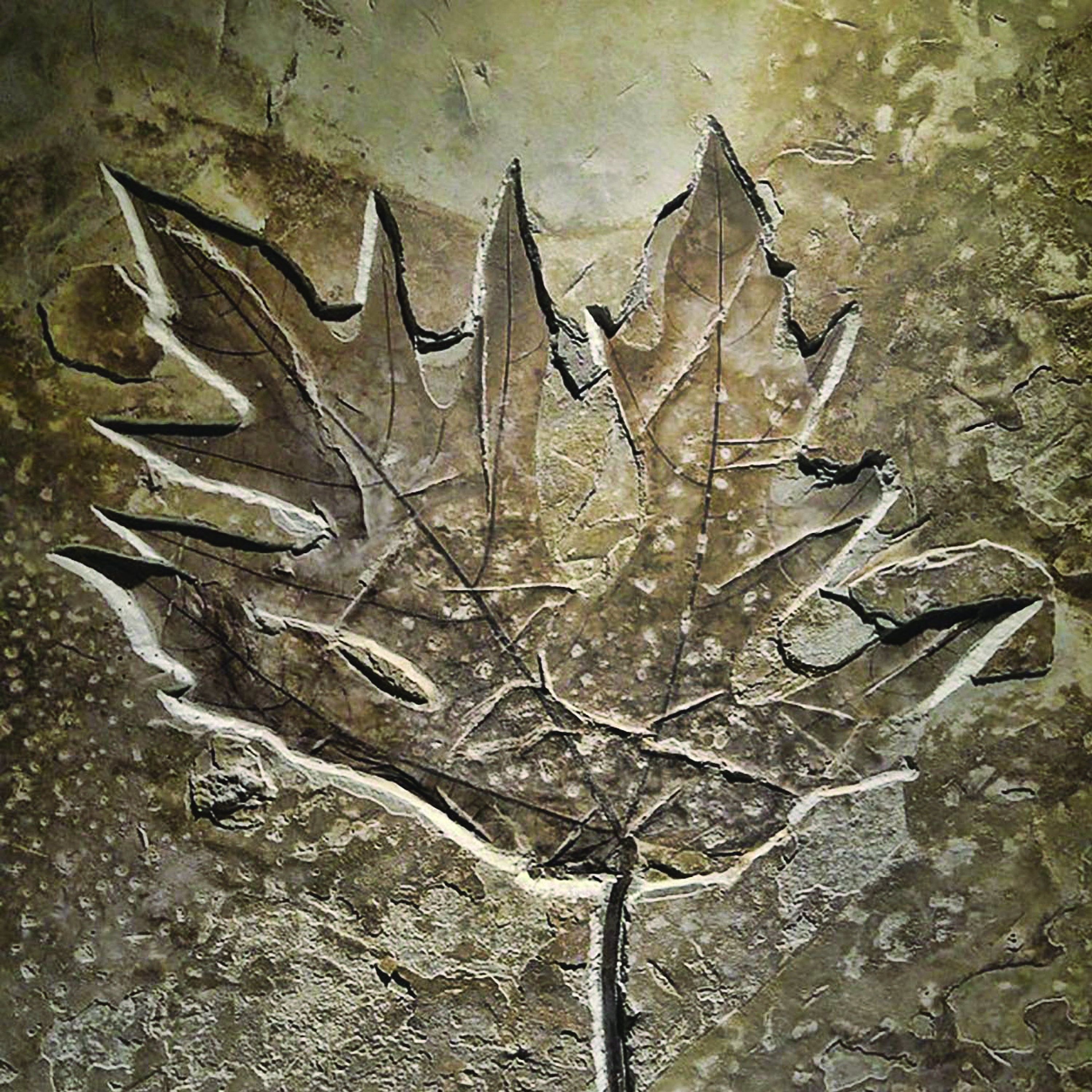 Fossils, Premium Digital Paper, Printable Scrapbook Paper Set, Fossils ...