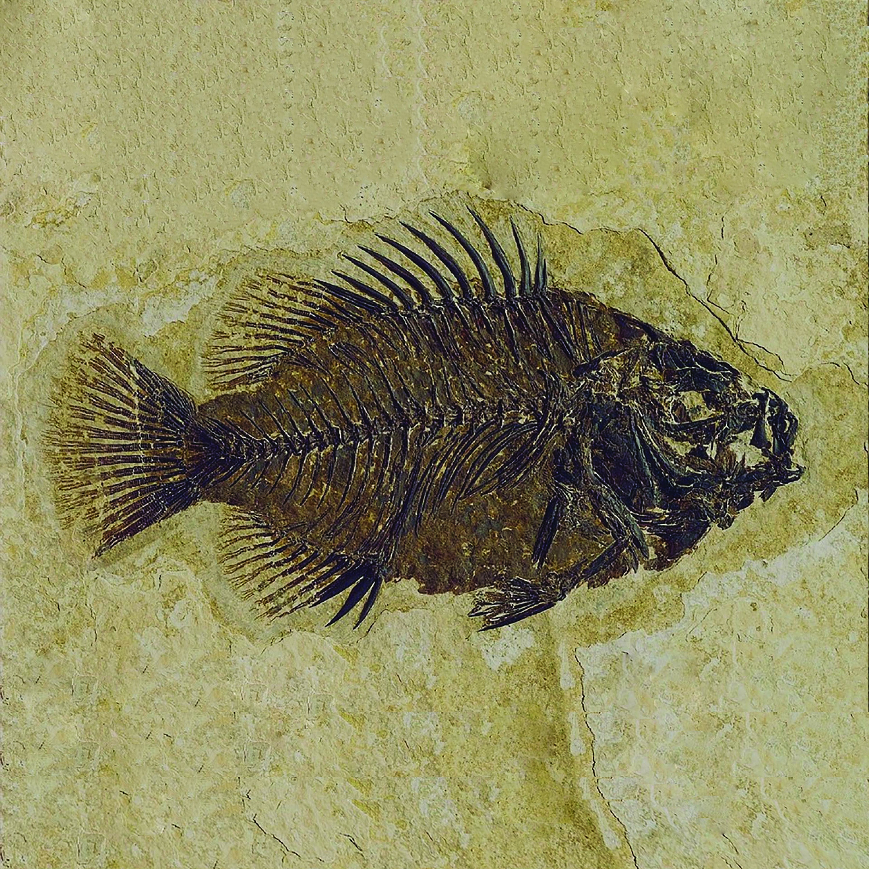 Fossils, Premium Digital Paper, Printable Scrapbook Paper Set, Fossils ...