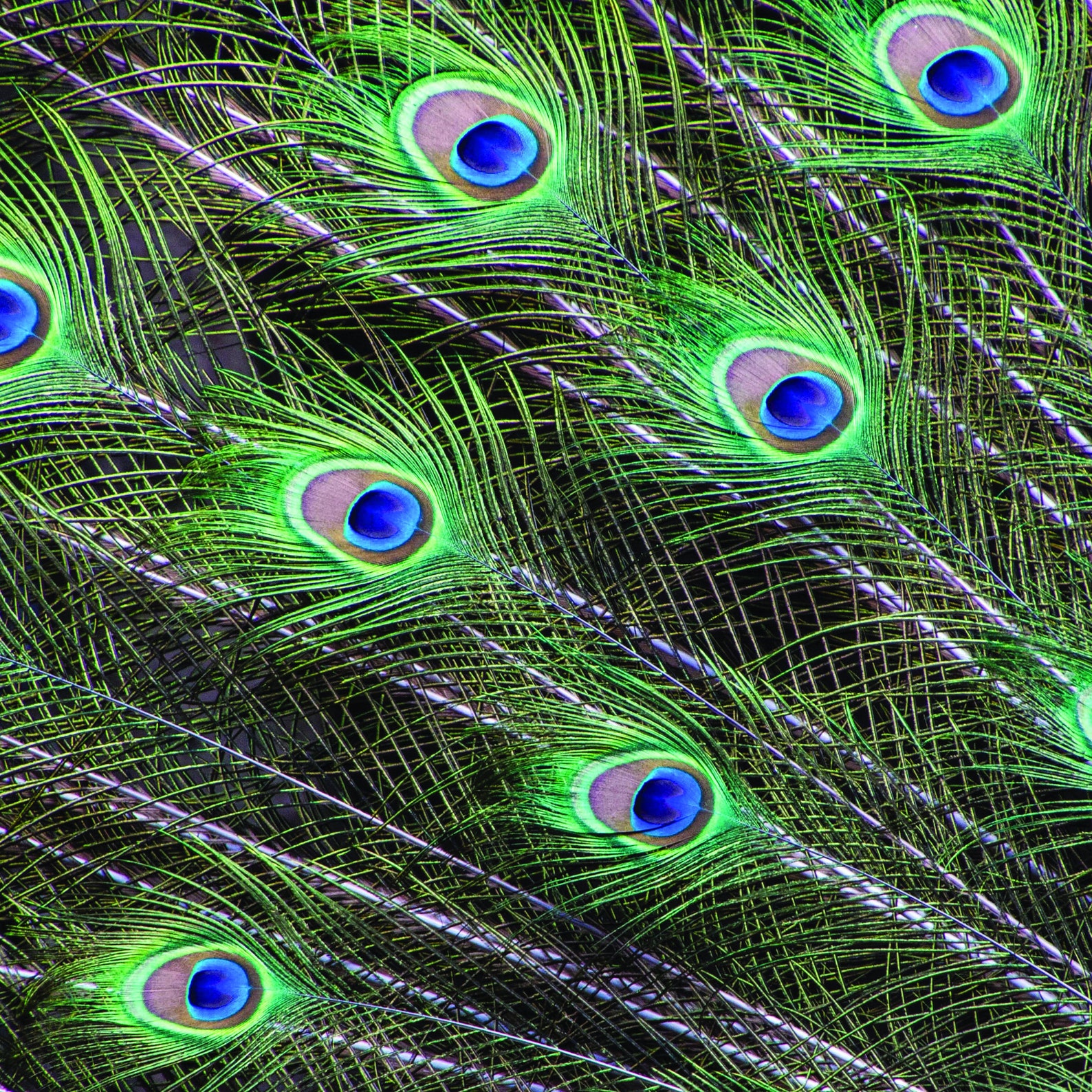 Peacock Feathers Premium Digital Paper Printable Scrapbook - Etsy