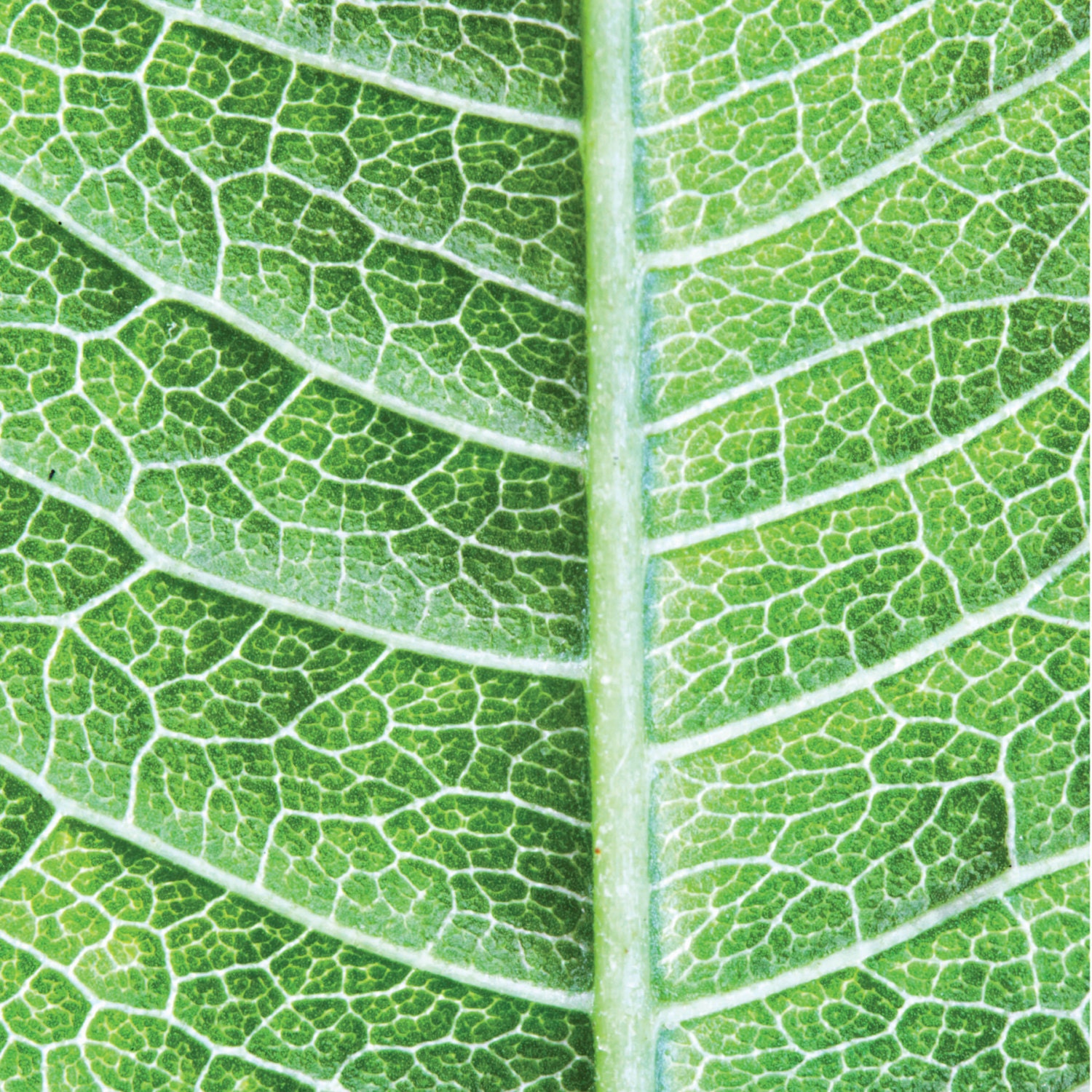 Leaf Mix, Premium Digital Paper, Printable Scrapbook Paper Set, Mixed ...