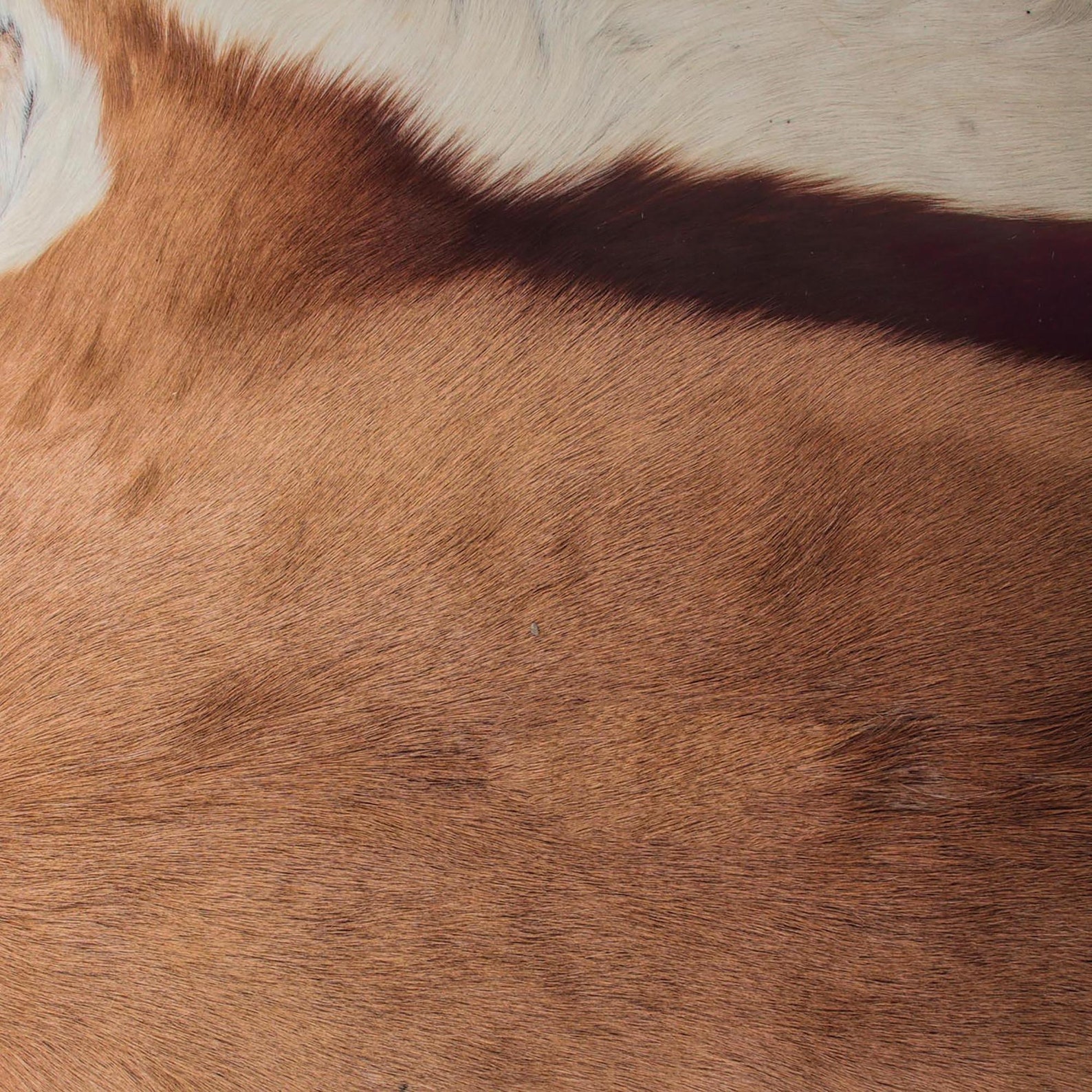 Springbok Hide Premium Digital Paper Printable Scrapbook - Etsy