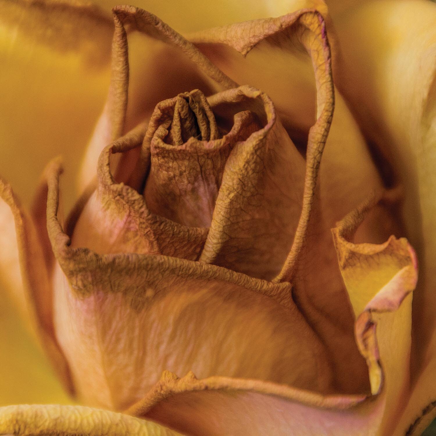 Golden Roses Premium Digital Paper Printable Scrapbook Paper - Etsy