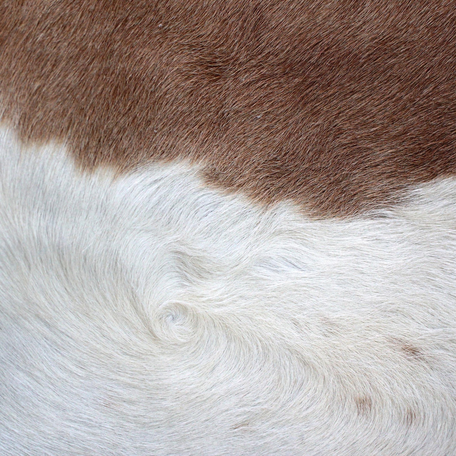 Ayrshire Cowhide Premium Digital Paper Printable Scrapbook - Etsy