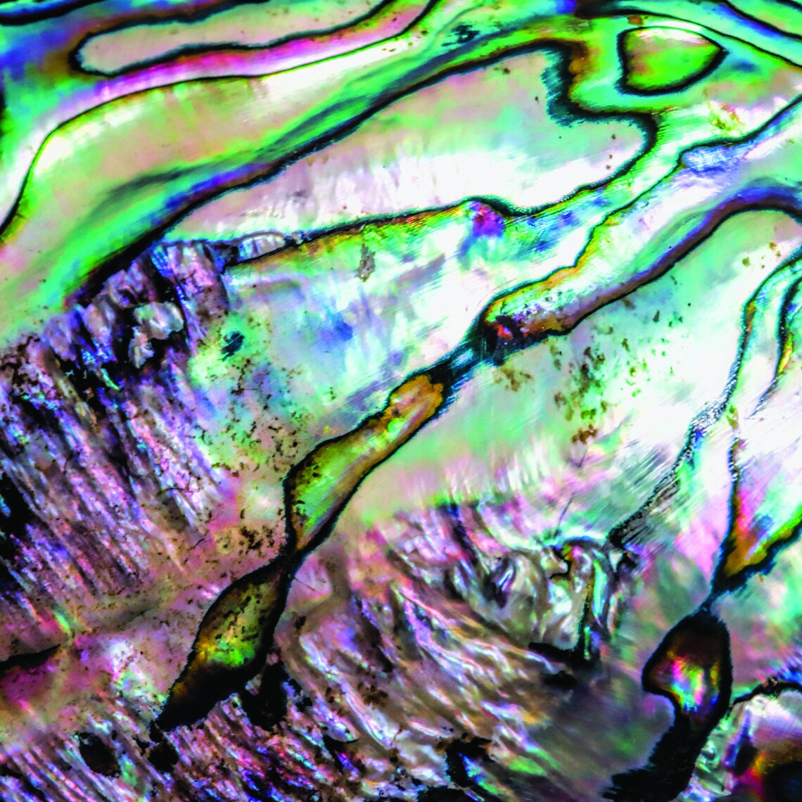 Mother of Pearl Pāua Shell Premium Digital Paper Printable - Etsy