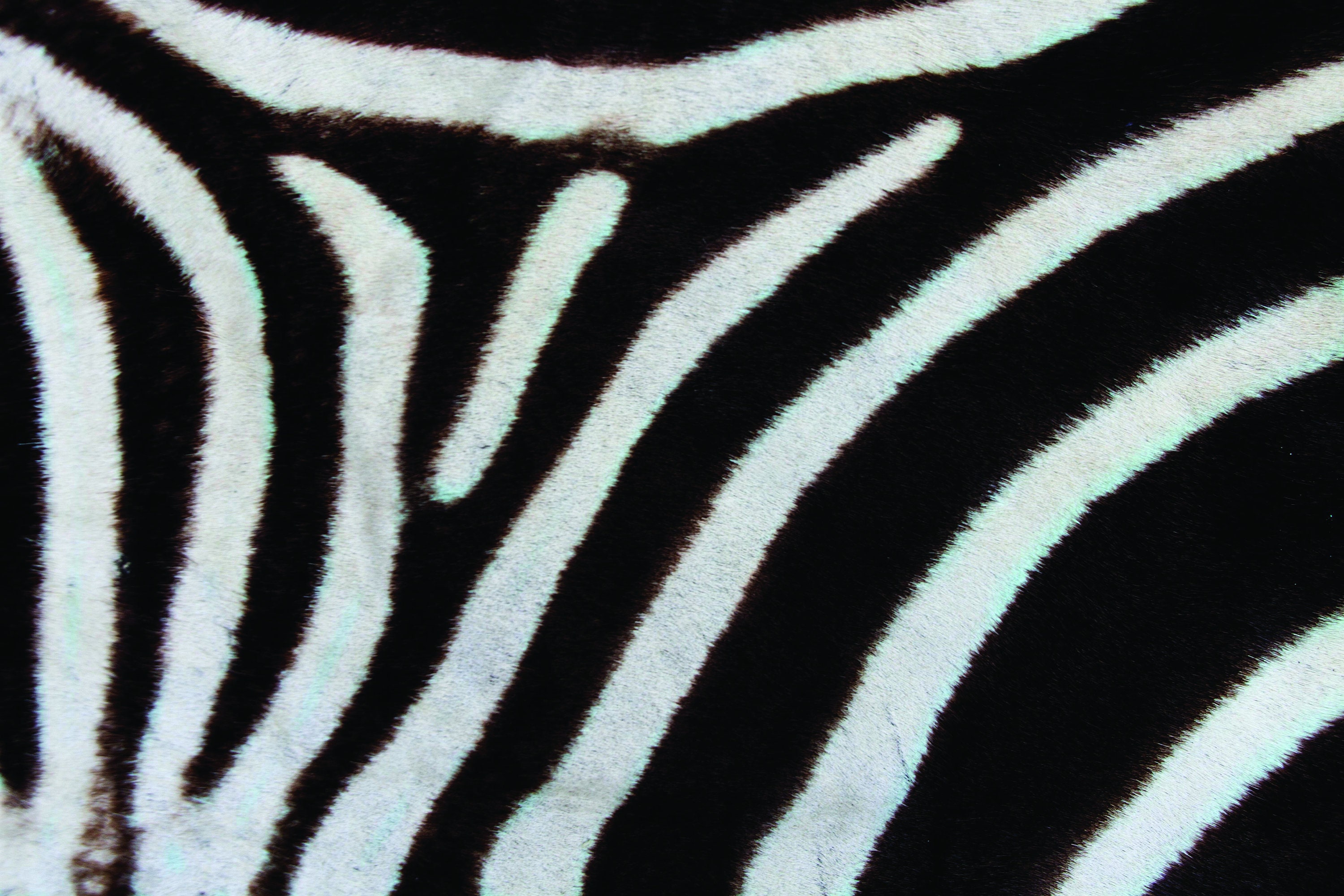 Zebra Premium Digital Paper Printable Scrapbook Paper Set | Etsy