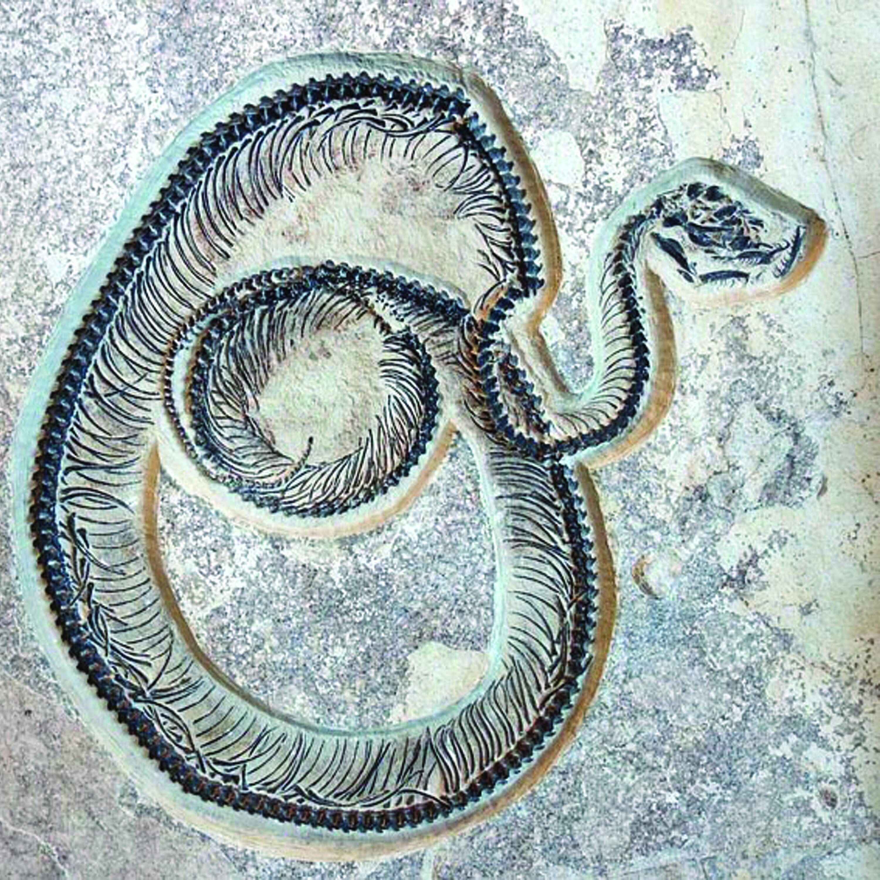 Fossils, Premium Digital Paper, Printable Scrapbook Paper Set, Fossils ...