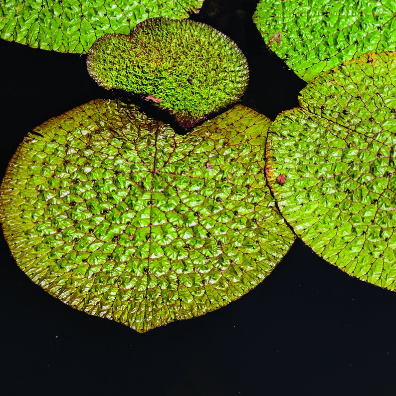 Lily Pads Digital Paper Premium Printable Scrapbook Paper - Etsy