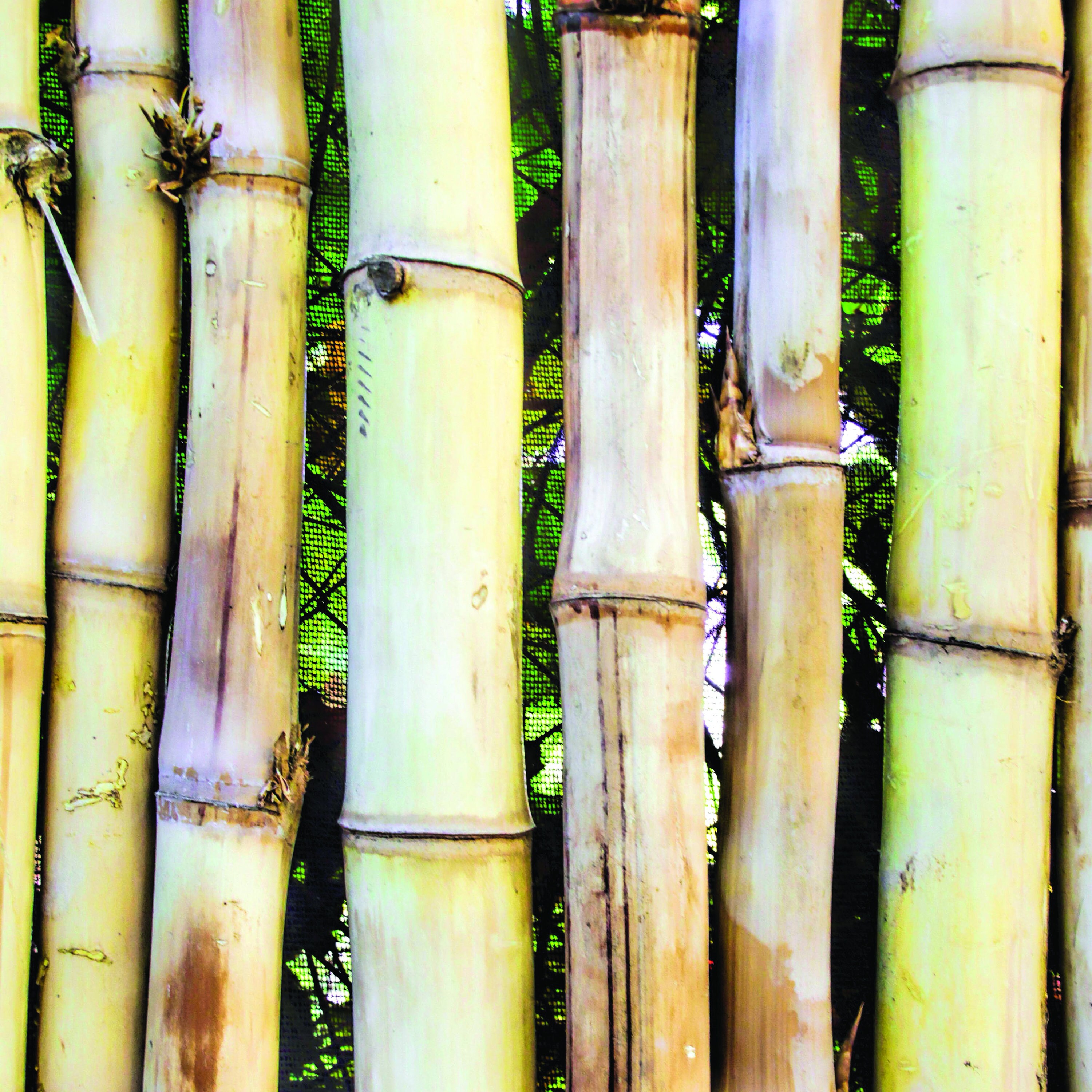 Bamboo Premium Digital Paper Printable Scrapbook Paper Set - Etsy