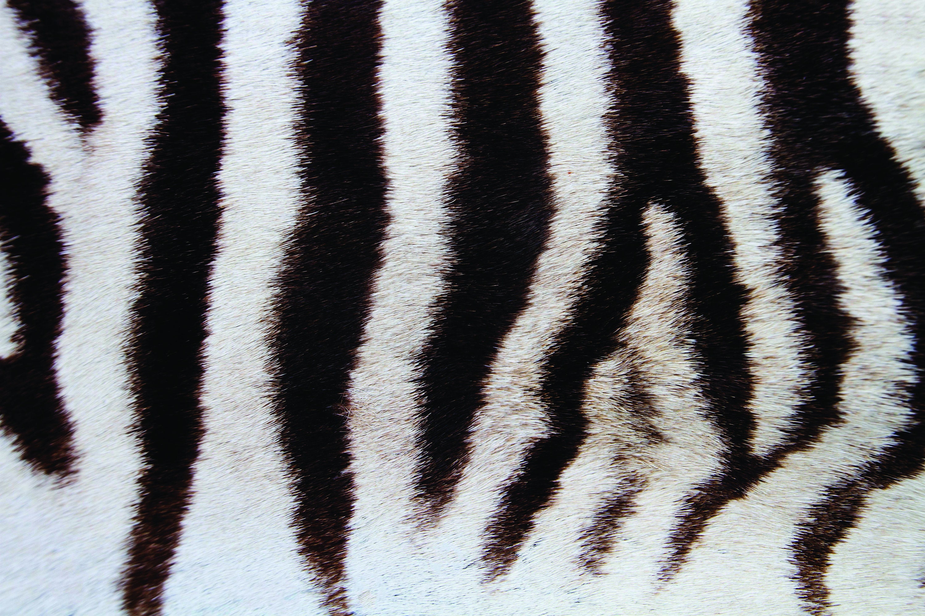 Zebra Premium Digital Paper Printable Scrapbook Paper Set - Etsy