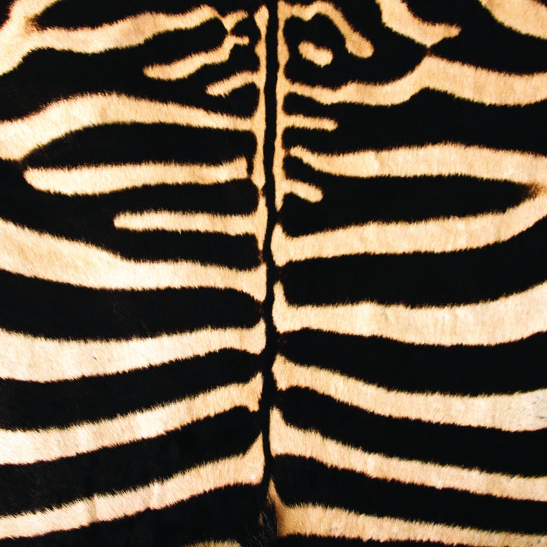 Zebra Premium Digital Paper Printable Scrapbook Paper Set - Etsy